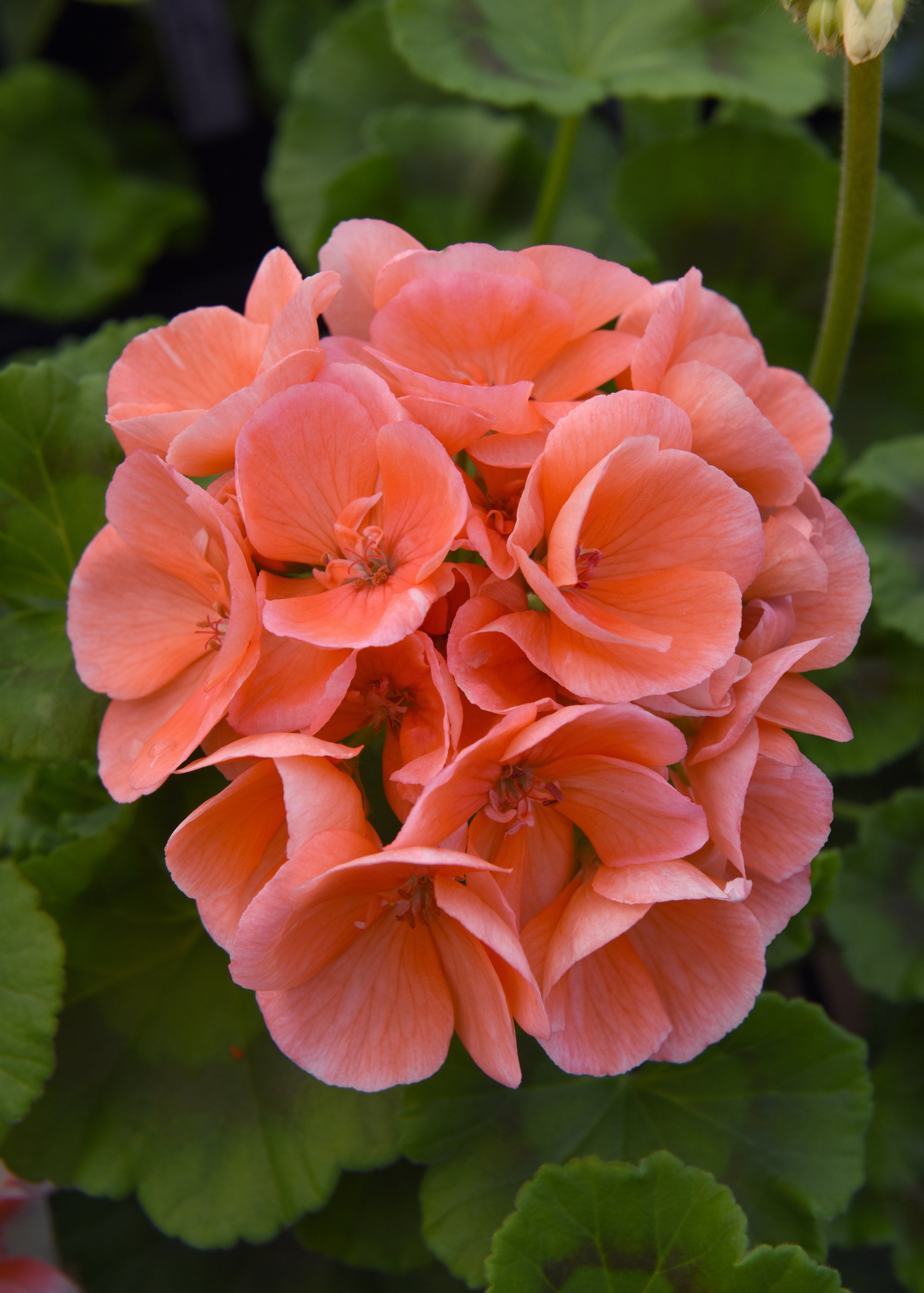 Geranium Sunrise Salmon | Debs Greenhouse Garden Centre