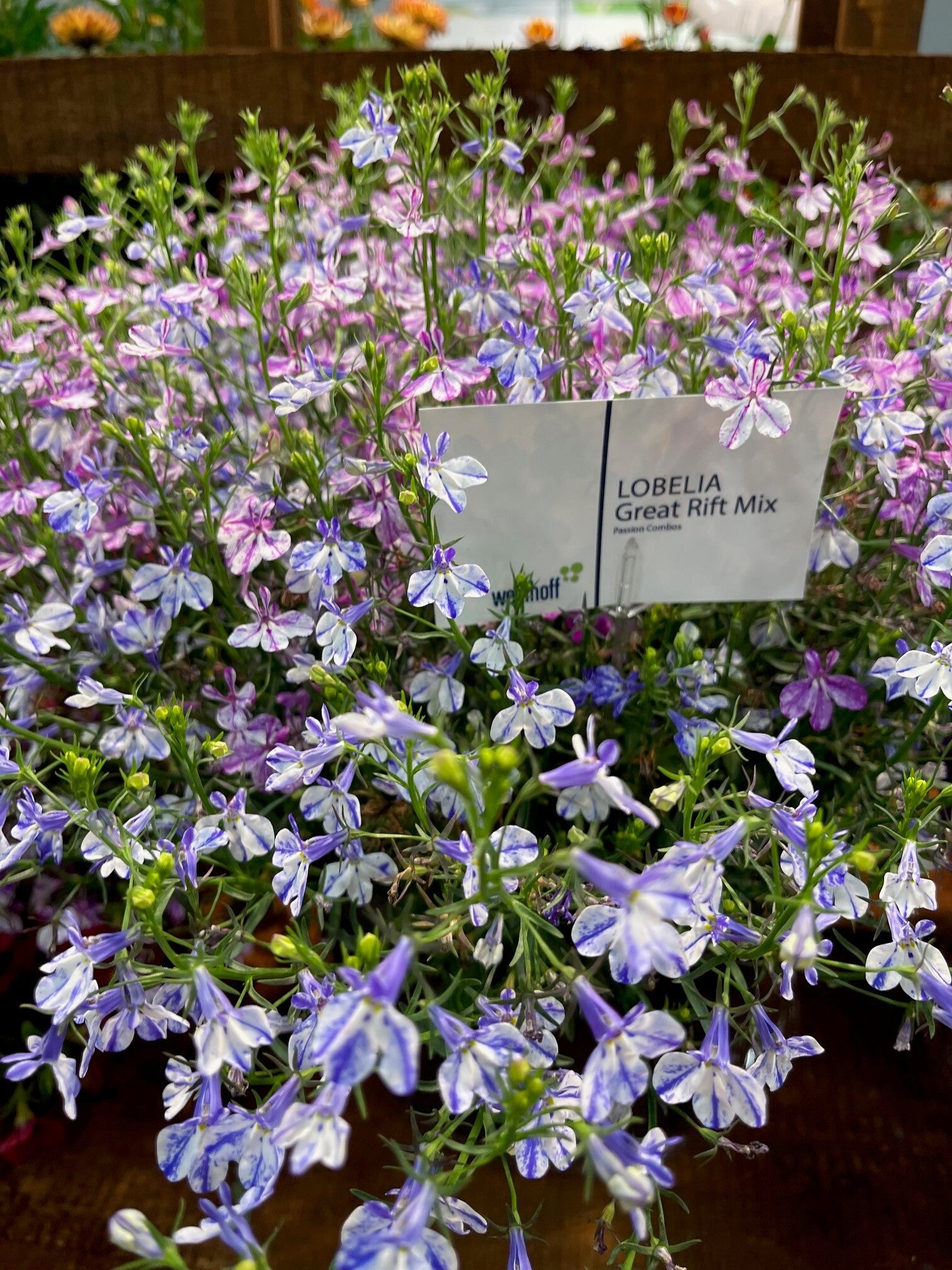 Lobelia Rift Purple | Debs Greenhouse Garden Centre