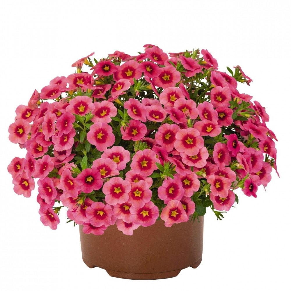 Calibrachoa Hula Strawberry | Debs Greenhouse Garden Centre