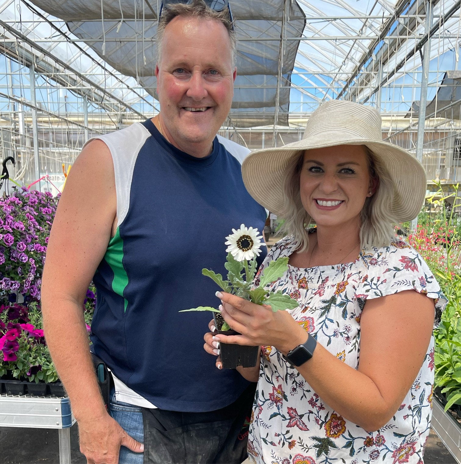 Venidium | Debs Greenhouse Garden Centre