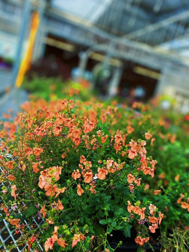 Debs Greenhouse Garden Centre