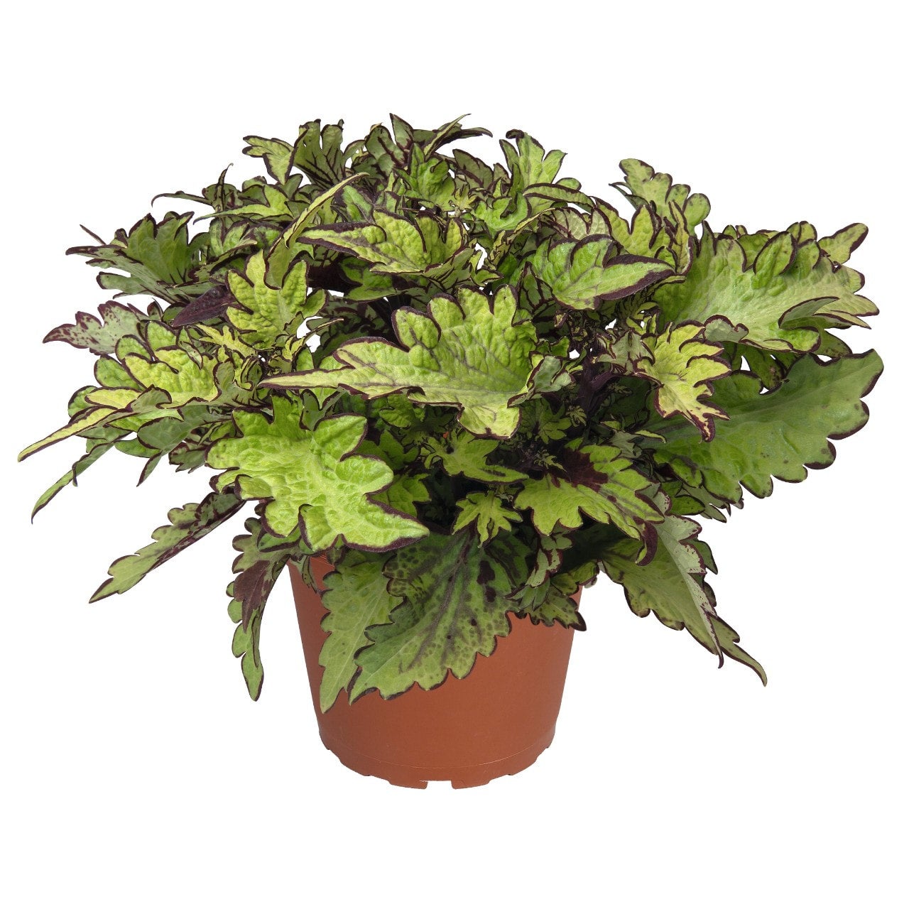 Coleus Main Street Rodeo Drive | Debs Greenhouse Garden Centre