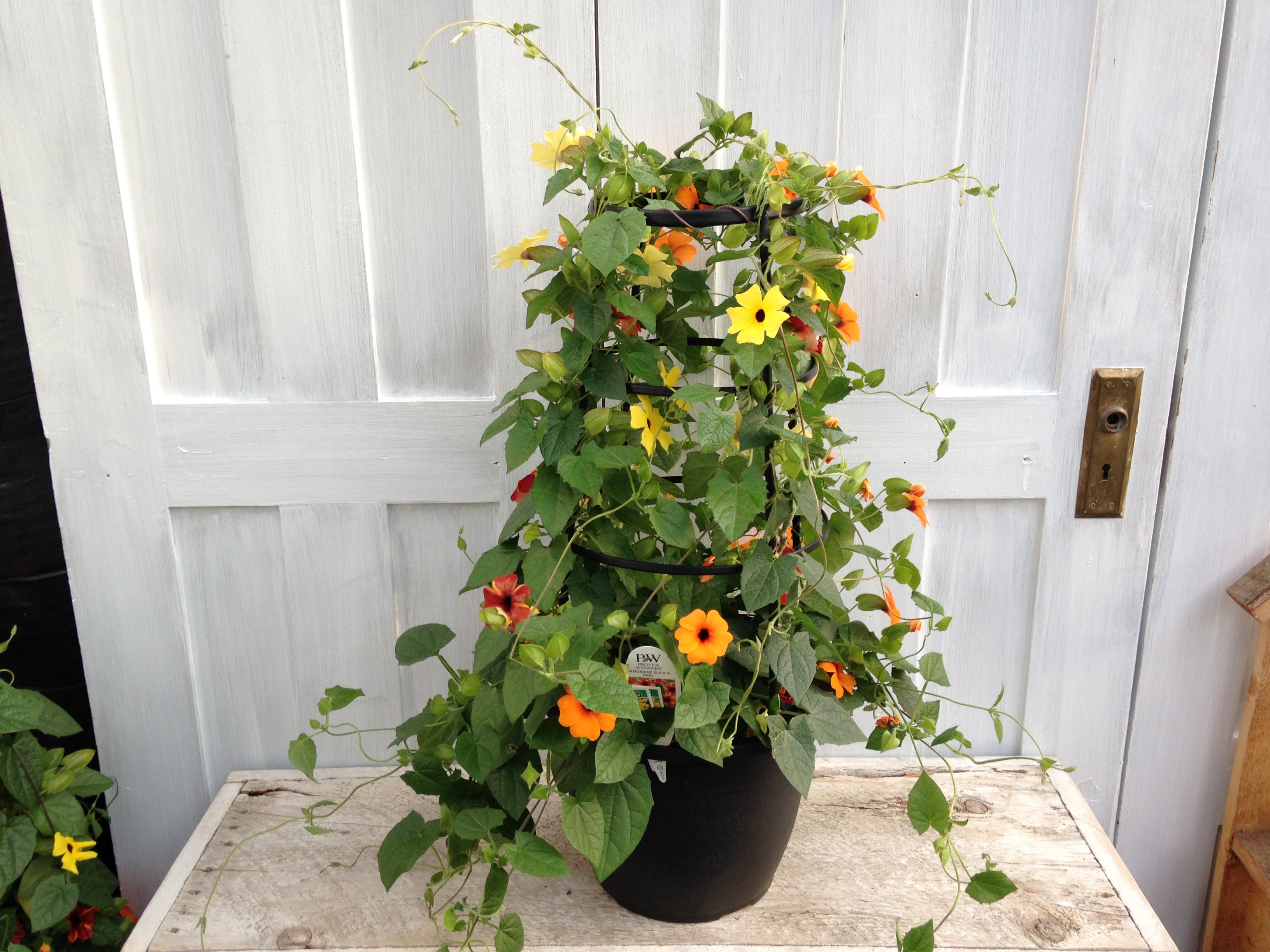 Black Eye Susan Planter - Pre-order | Debs Greenhouse Garden Centre