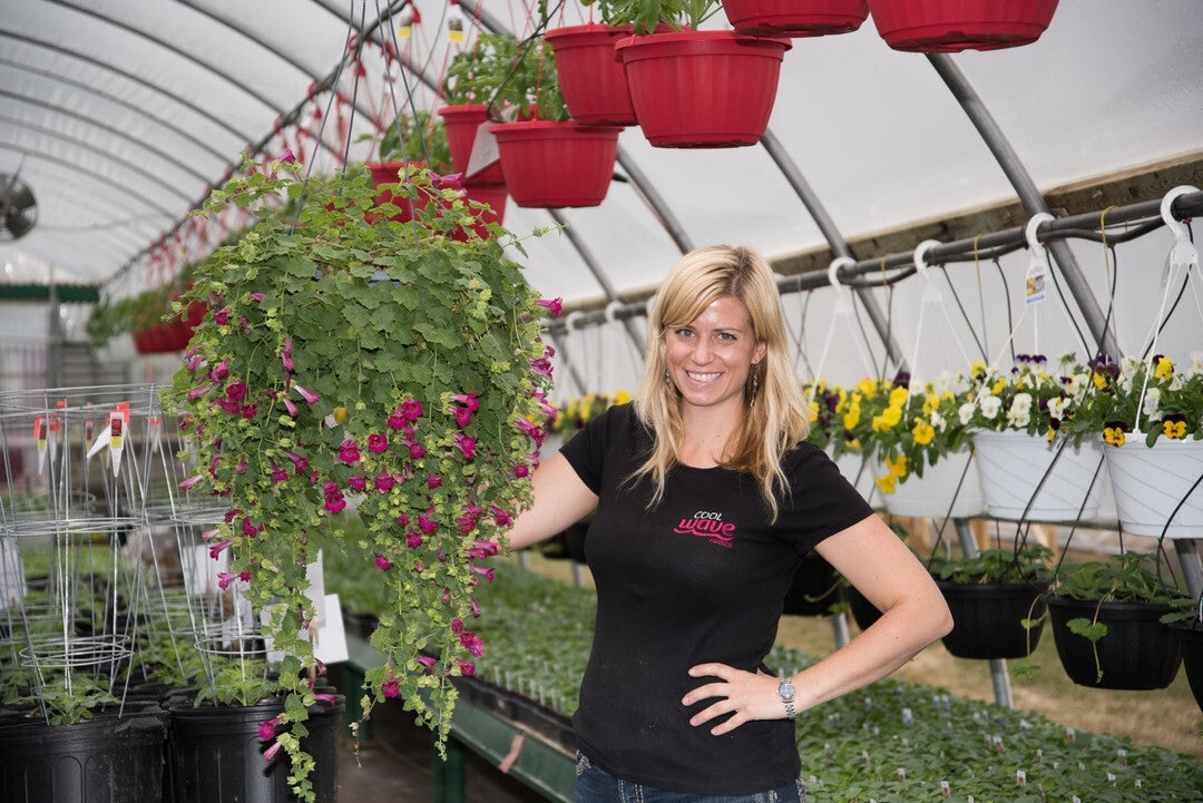 Lofos Compact Rose {hummingbird vine} | Debs Greenhouse Garden Centre