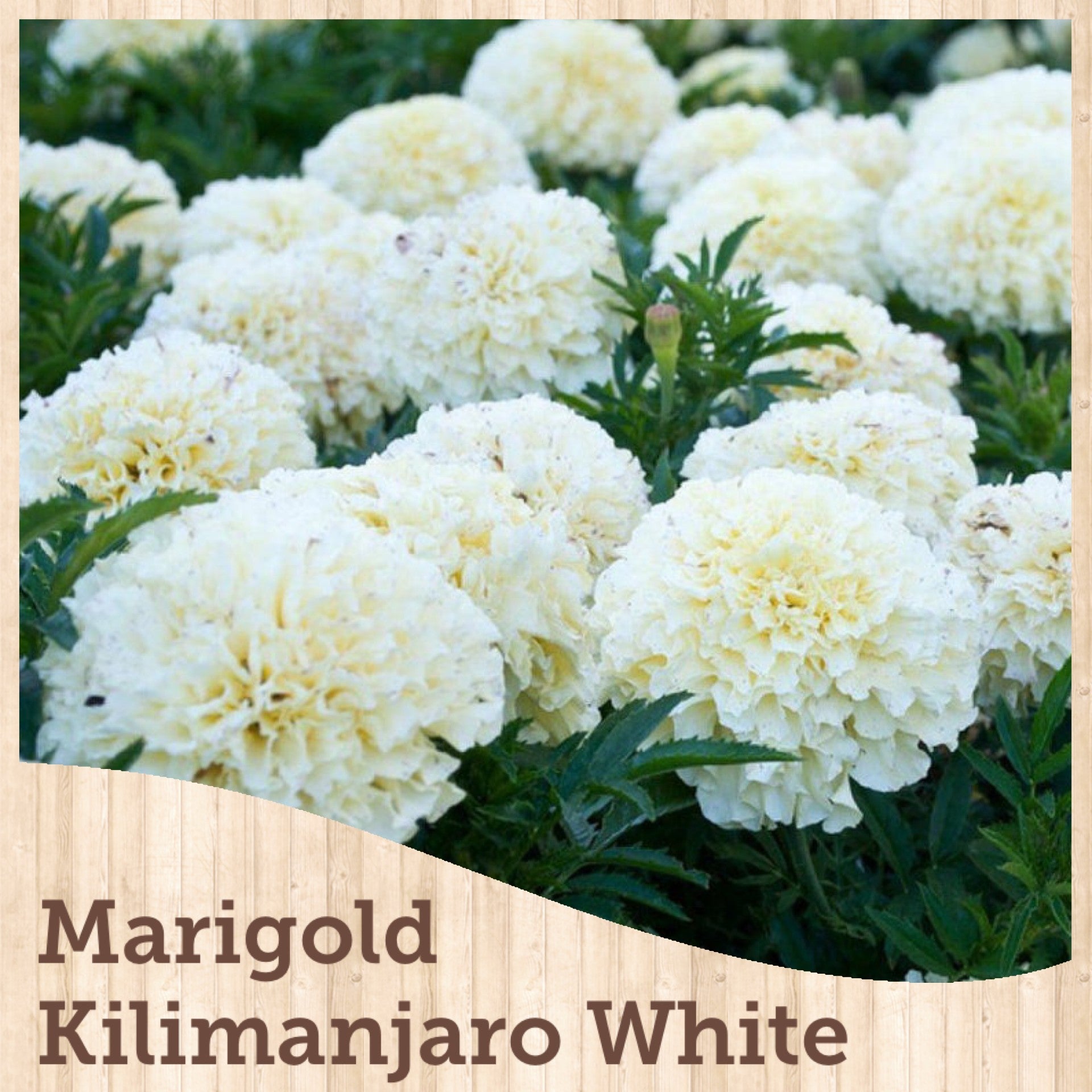 Marigold Kilimanjaro White | Debs Greenhouse Garden Centre