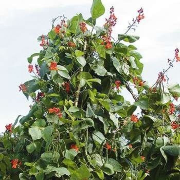 Scarlet Runner Bean Vine | Debs Greenhouse Garden Centre