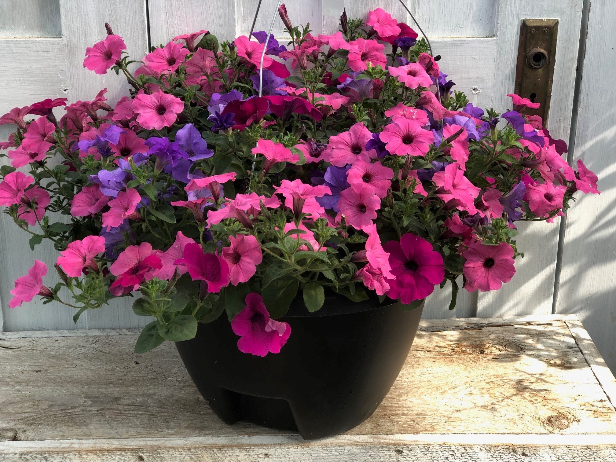 15" Galloway Mix Hanging Basket | Debs Greenhouse Garden Centre
