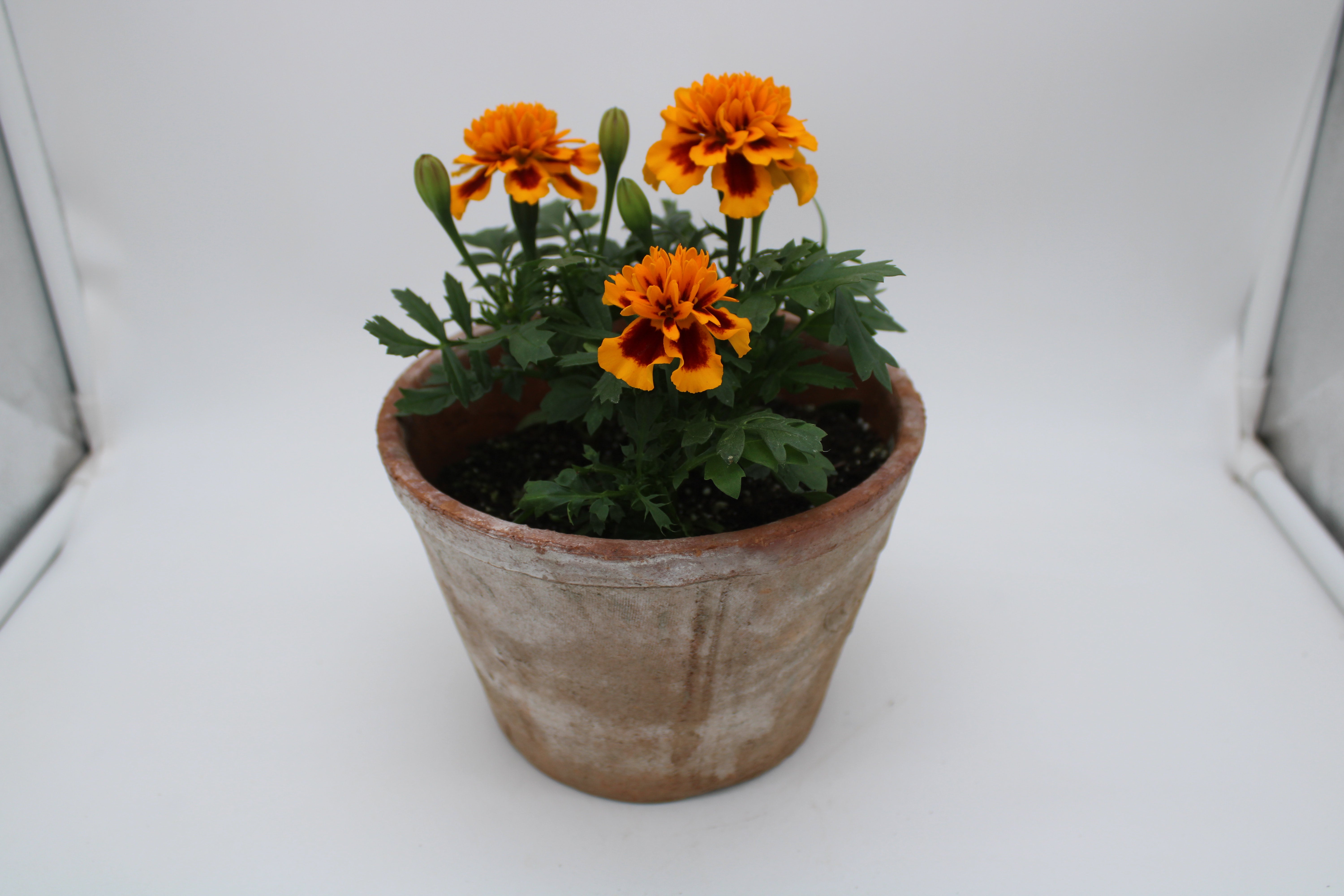 Marigold Hot Pak Flame 6 pack | Debs Greenhouse Garden Centre