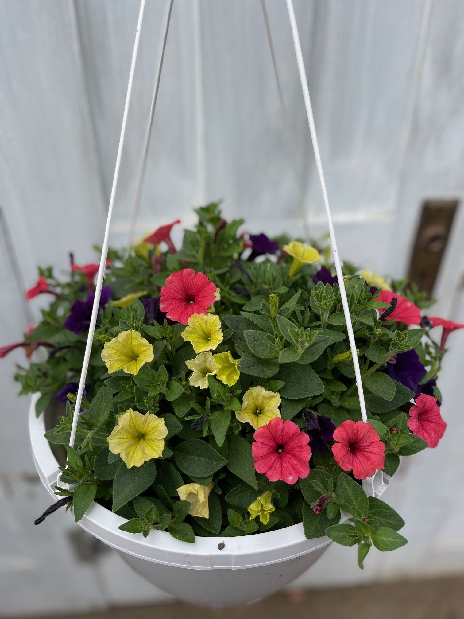 12" Colour Clash | Debs Greenhouse Garden Centre