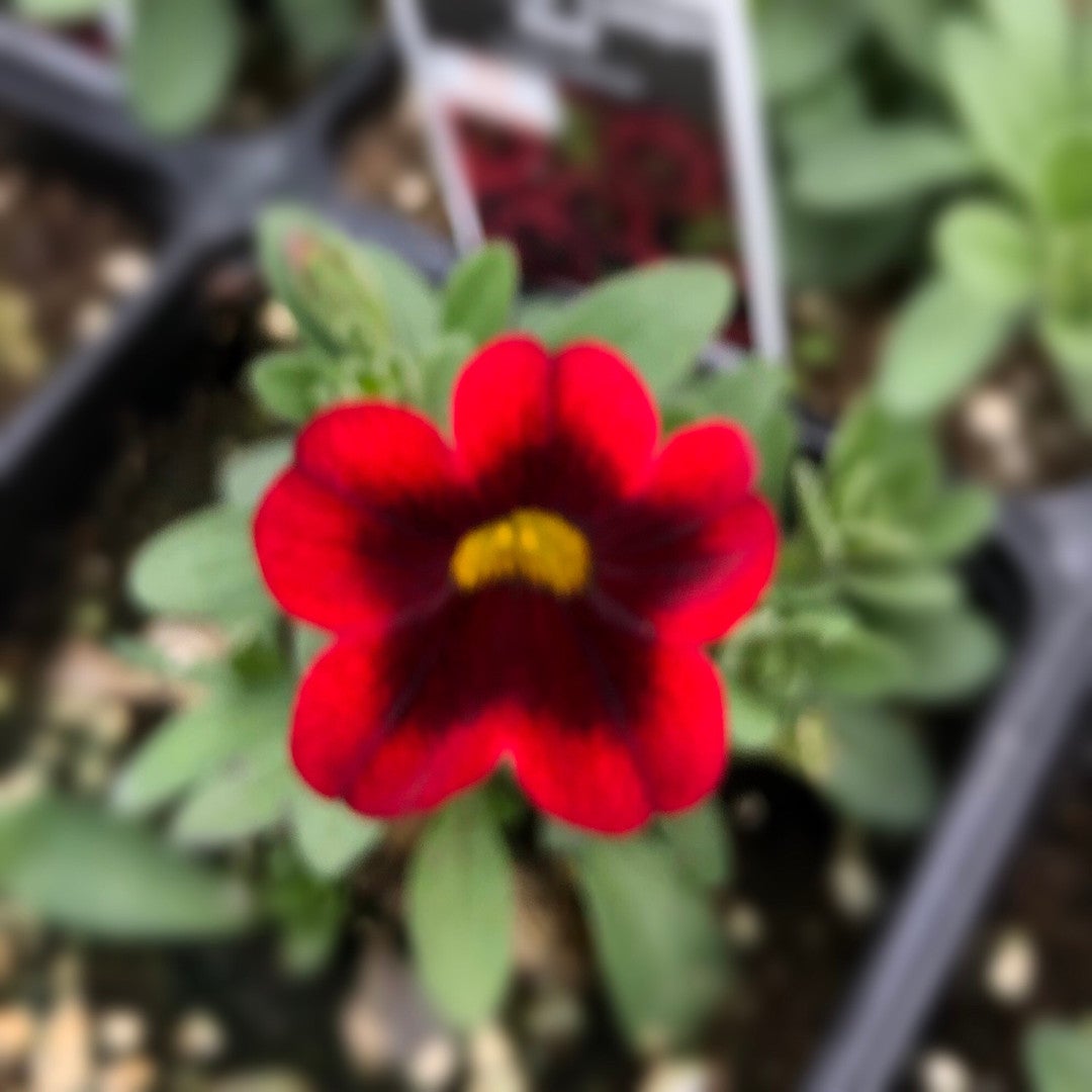 Calibrachoa Bloomtastic Cherry | Debs Greenhouse Garden Centre