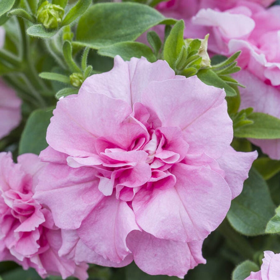 Petunia Double Tumbelina Compact Victoria | Debs Greenhouse Garden Centre