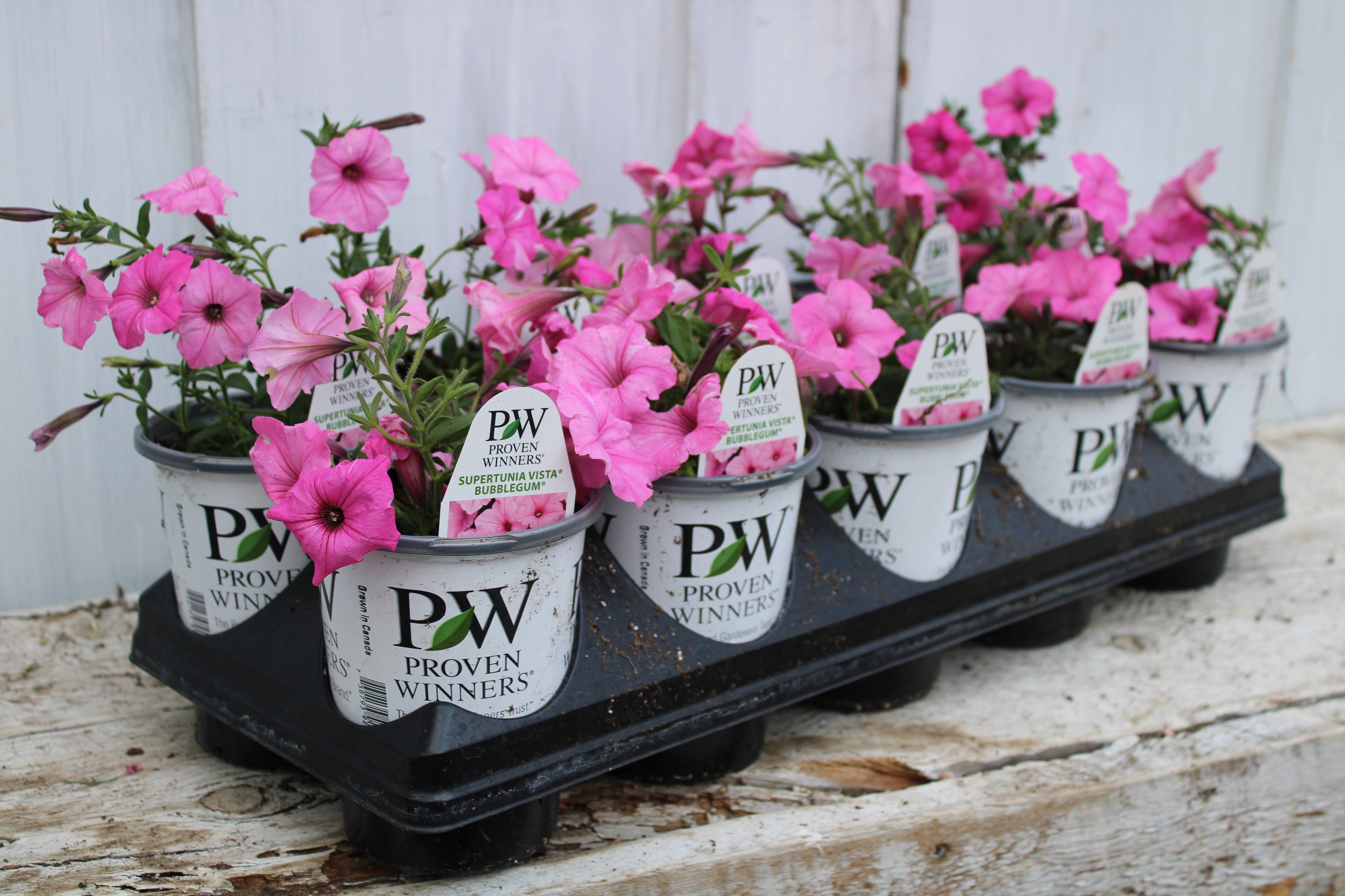 Supertunia Vista Bubblegum Petunia Tray Of 10 Debs Greenhouse