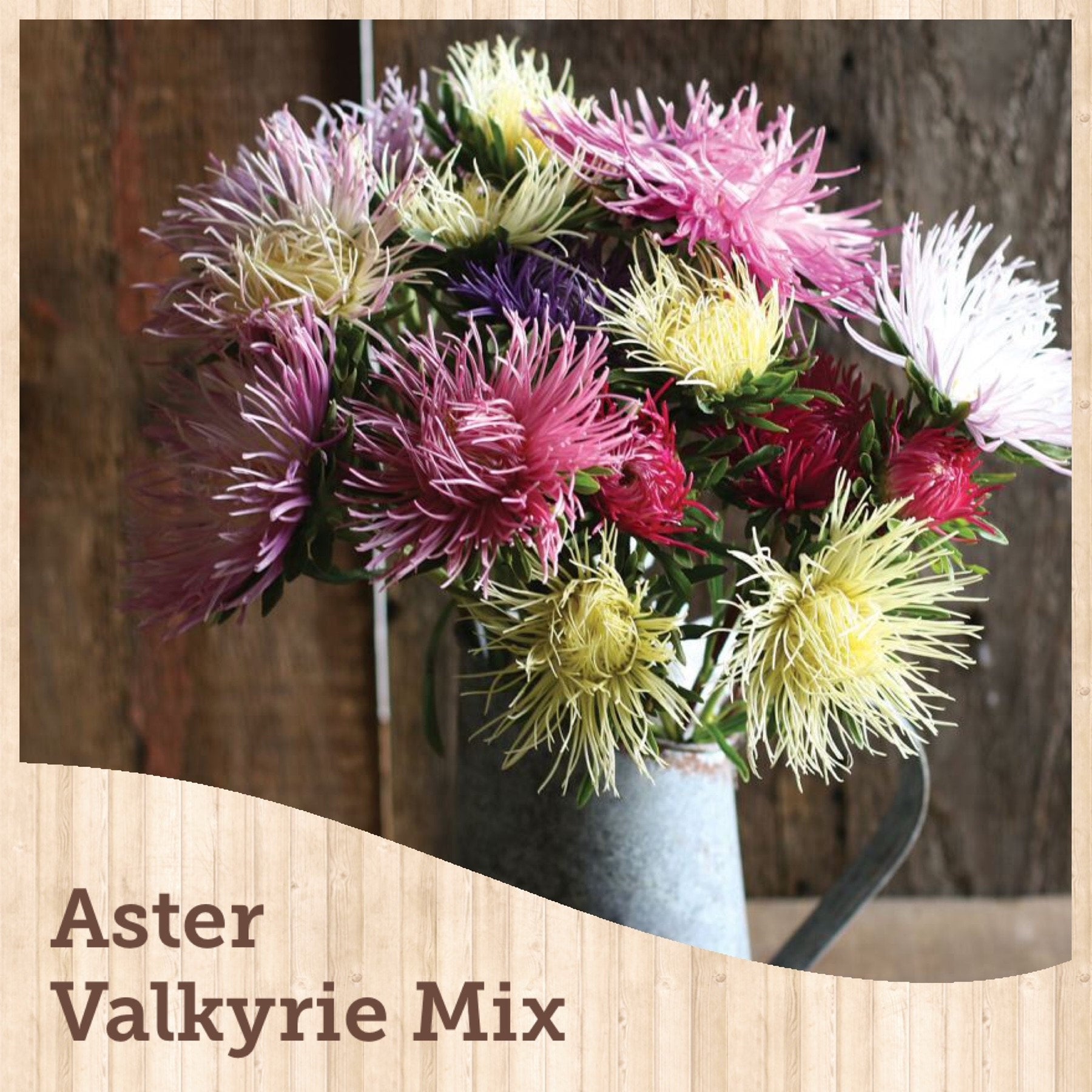 Aster Valkyrie Mix | Debs Greenhouse Garden Centre