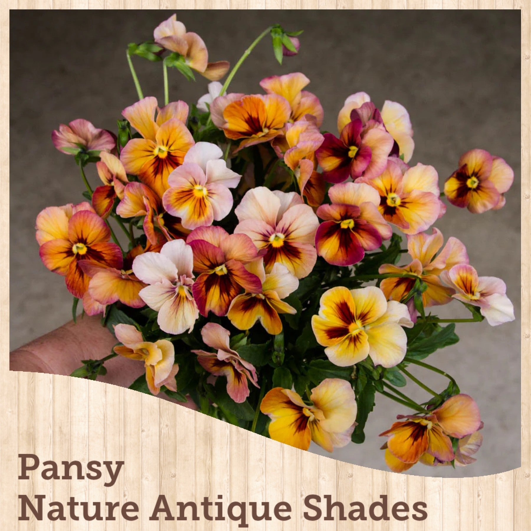 Pansy Nature Antique Shades 6 pack | Debs Greenhouse Garden Centre