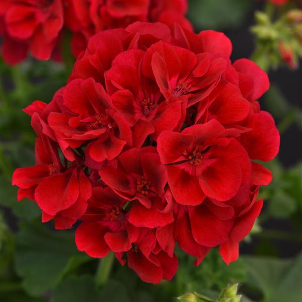 Geranium Galaxy Raspberry Sizzle | Debs Greenhouse Garden Centre