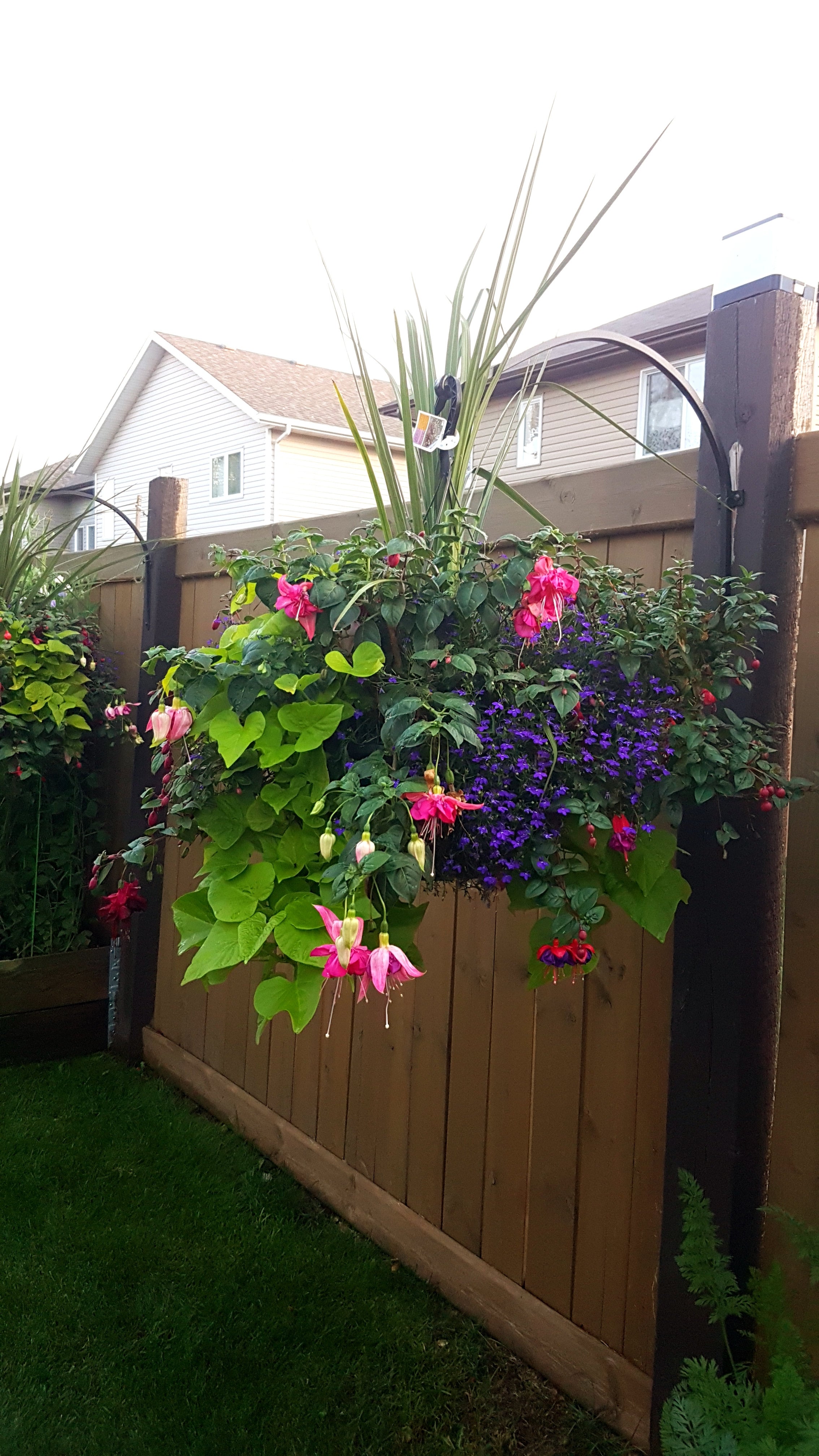 Fancy Fuchsia Mix - New Weekender Pot | Debs Greenhouse Garden Centre