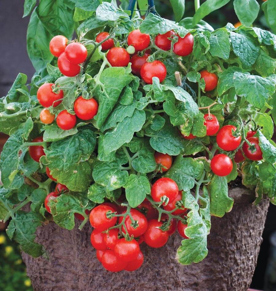 Tomato Red Robin - 8" Planter | Debs Greenhouse Garden Centre