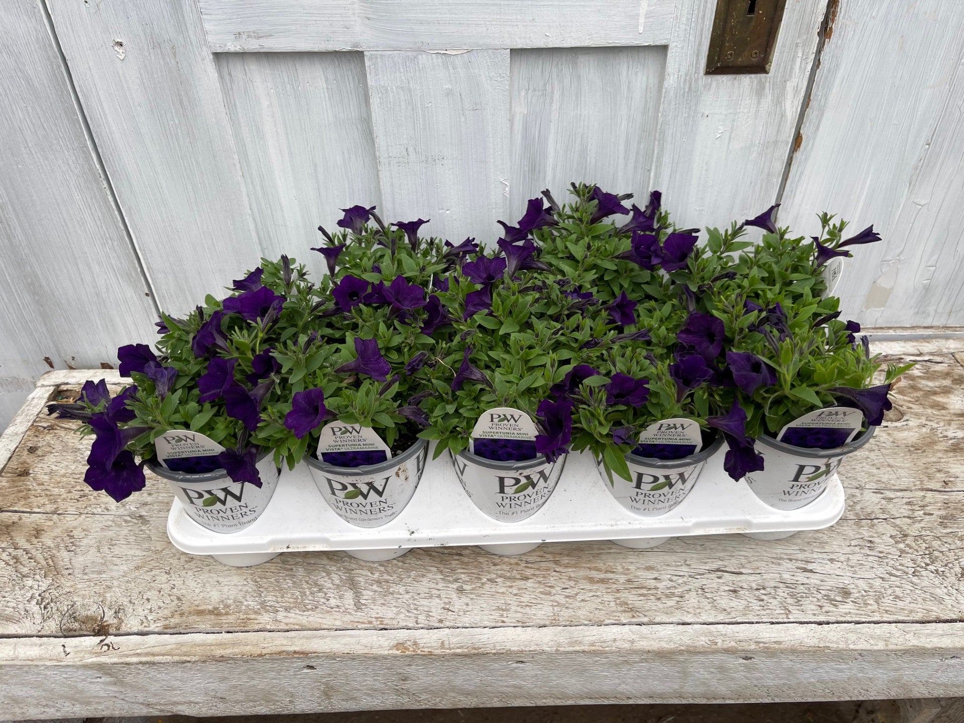 Supertunia Mini Vista® Midnight Petunia Tray of 10 | Debs Greenhouse ...