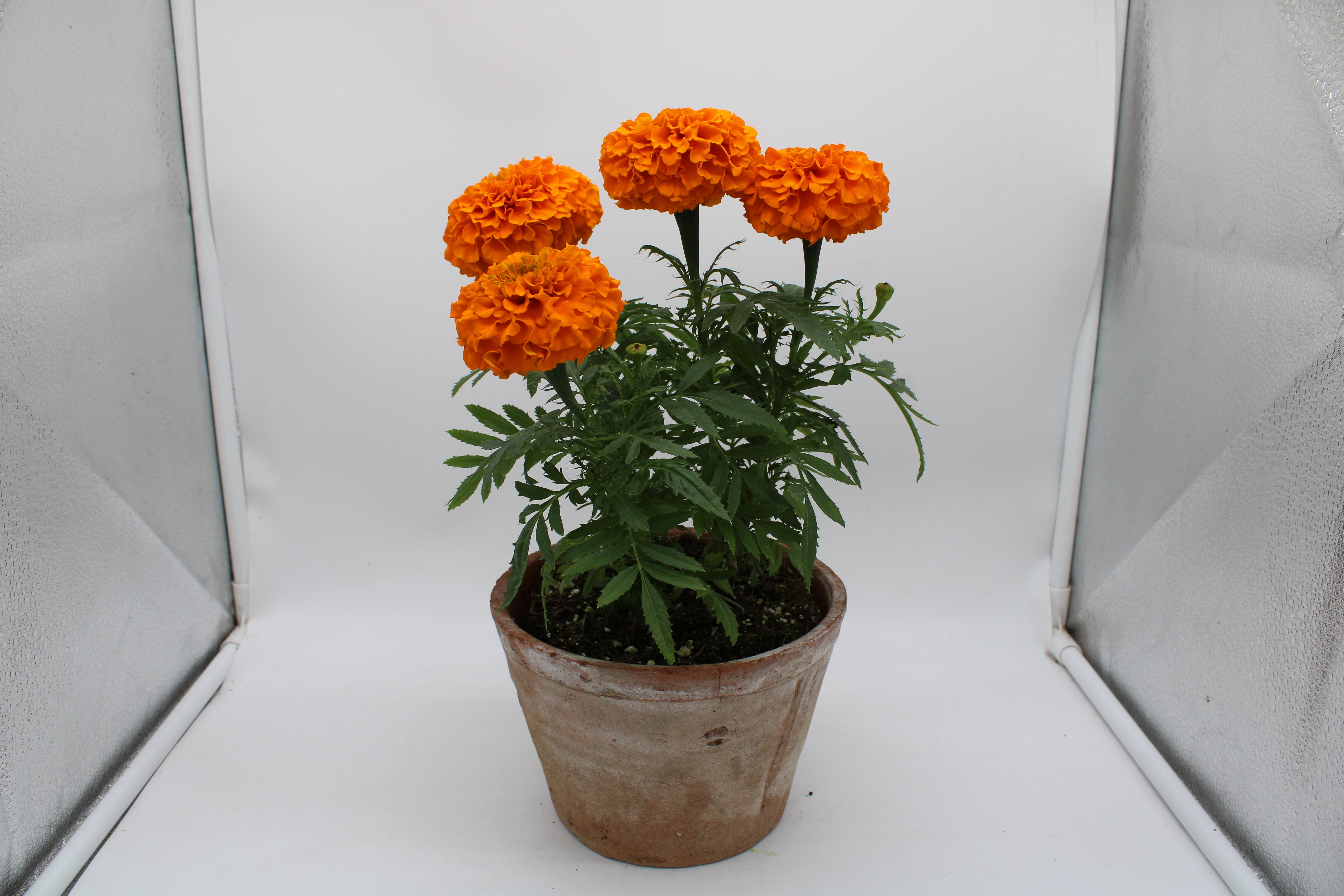 Marigold Inca II Orange | Debs Greenhouse Garden Centre
