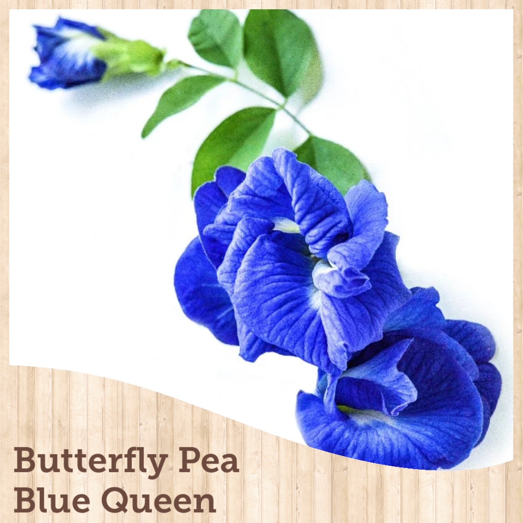 Butterfly Pea Blue Queen | Debs Greenhouse Garden Centre
