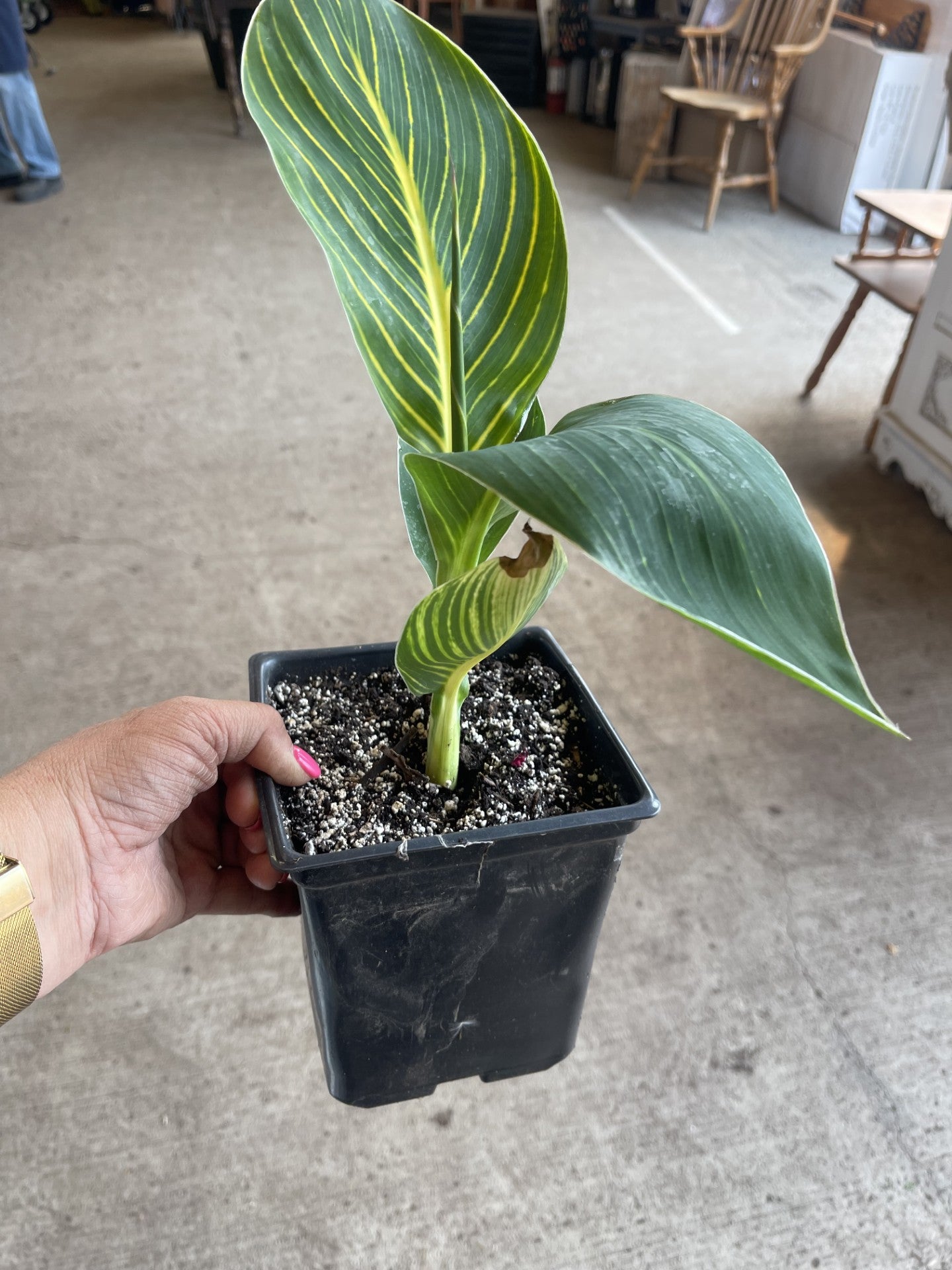 Canna Pretoria - Rare | Debs Greenhouse Garden Centre