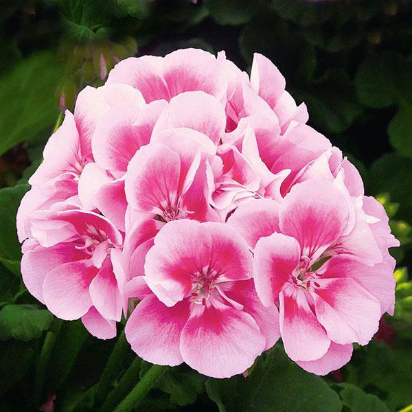 Geranium Sunrise Raspberry Eye | Debs Greenhouse Garden Centre