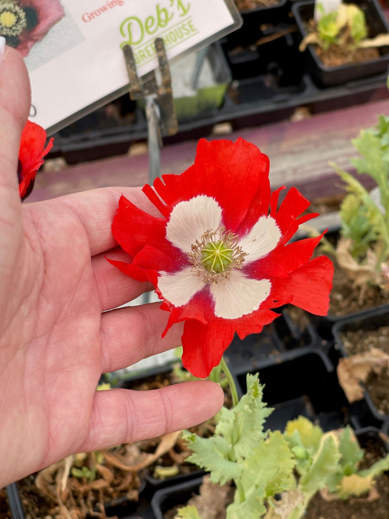 Poppy Danish Flag | Debs Greenhouse Garden Centre