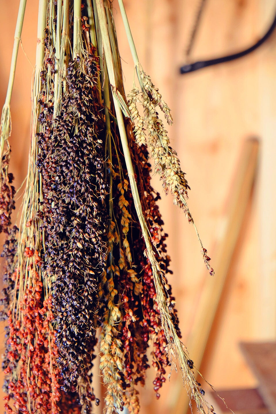 Grass Ornamental Broom Corn | Debs Greenhouse Garden Centre