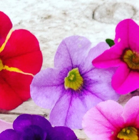 Calibrachoa Neo Violet Ice | Debs Greenhouse Garden Centre
