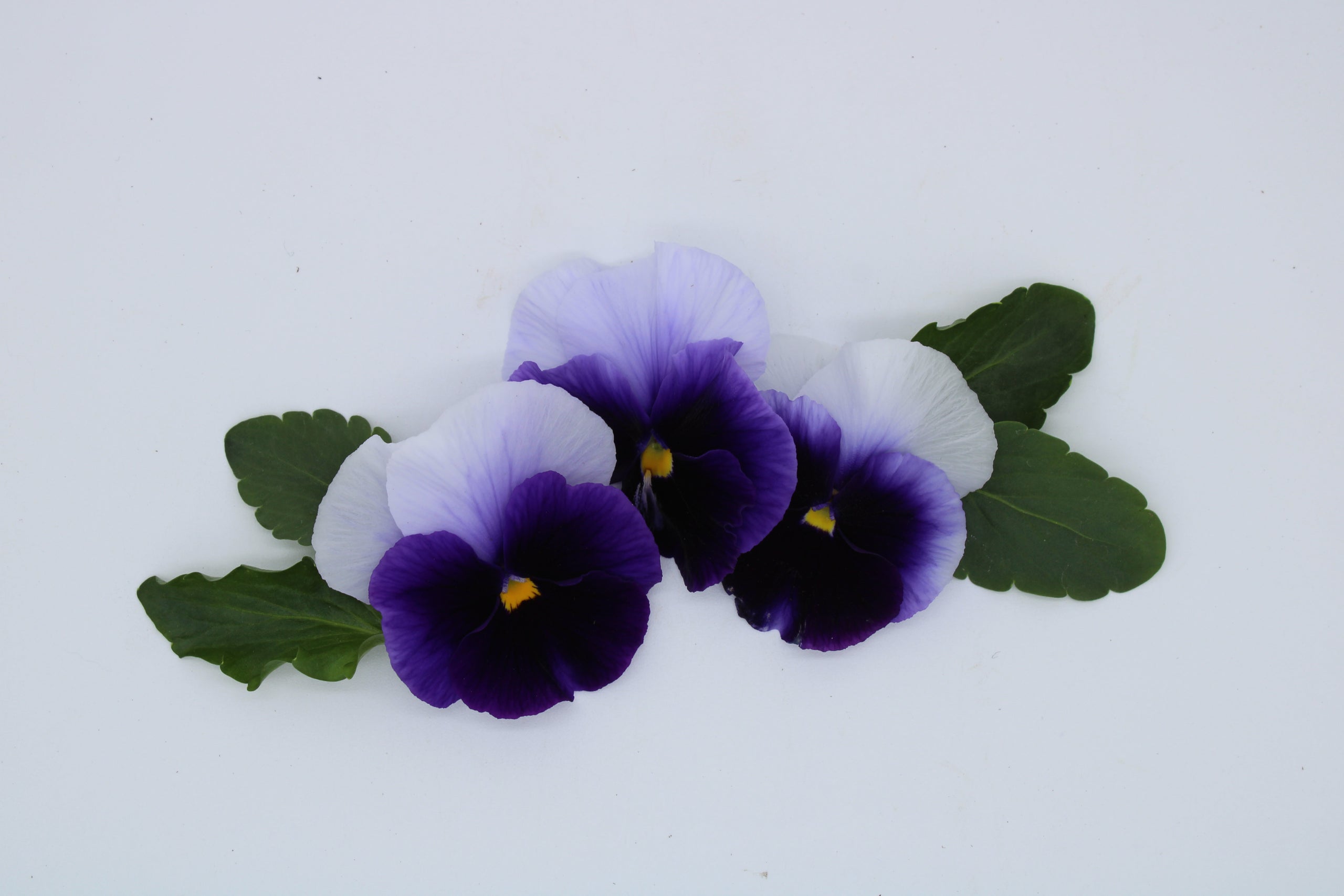 Pansy Matrix Beaconsfield 6 pack | Debs Greenhouse Garden Centre