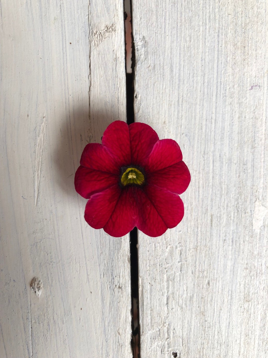 Calibrachoa Aloha Volcano Sunset