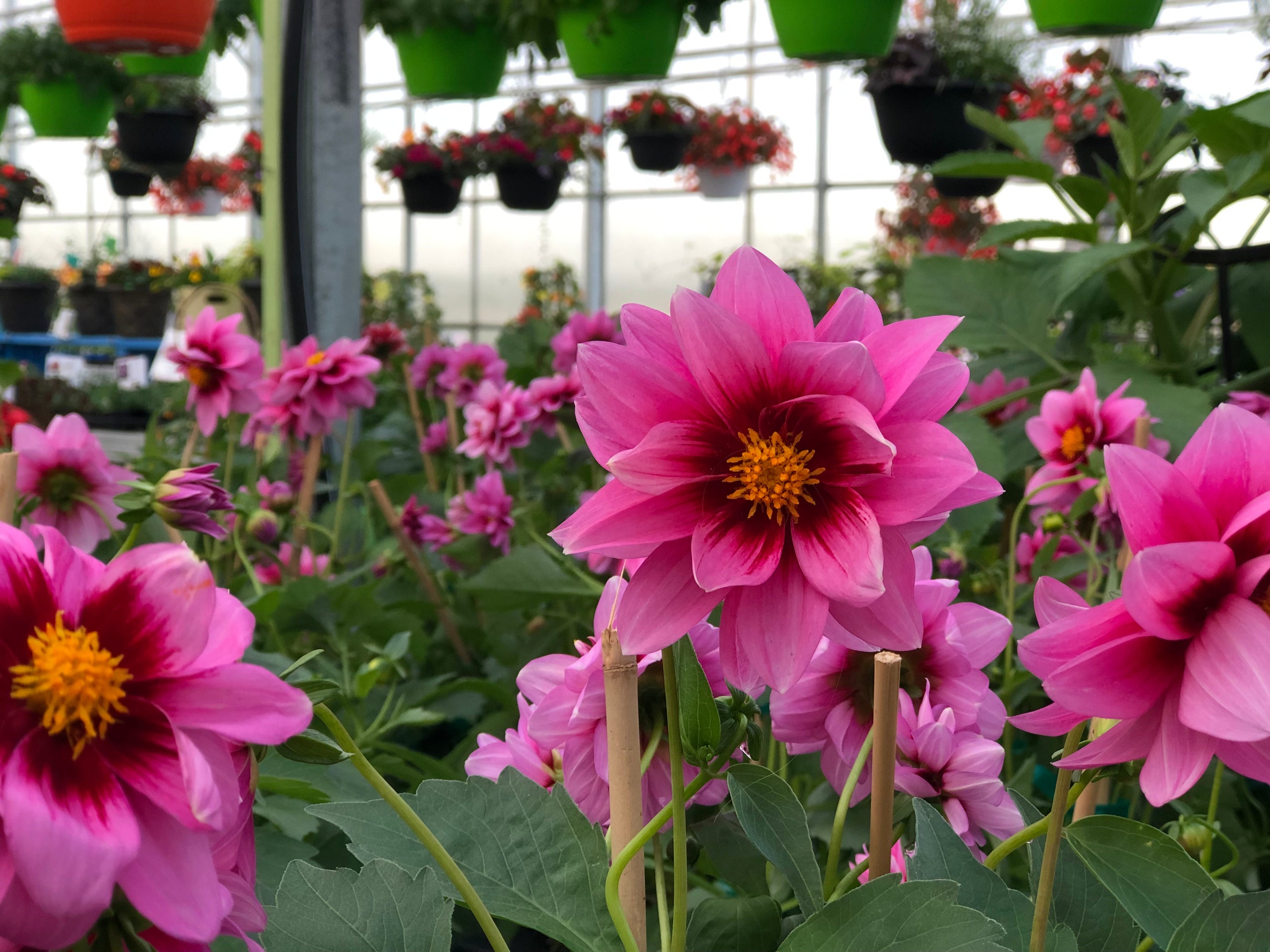 Dahlia {Dalaya Pink + Rose Eye} 6" pot | Debs Greenhouse Garden Centre