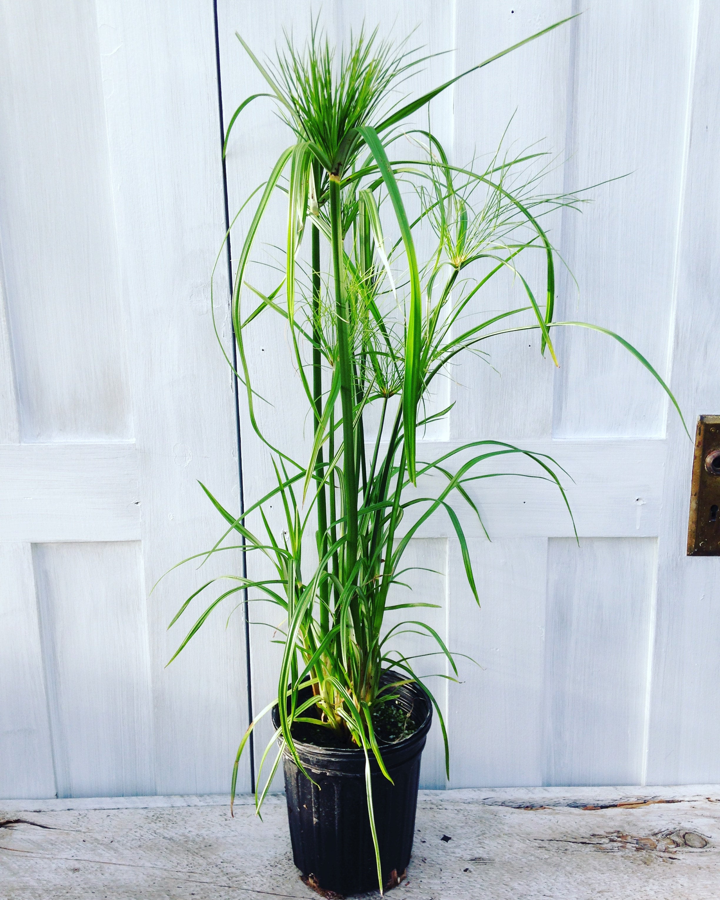 Grass Ornamental Cyperus Papyrus | Debs Greenhouse Garden Centre