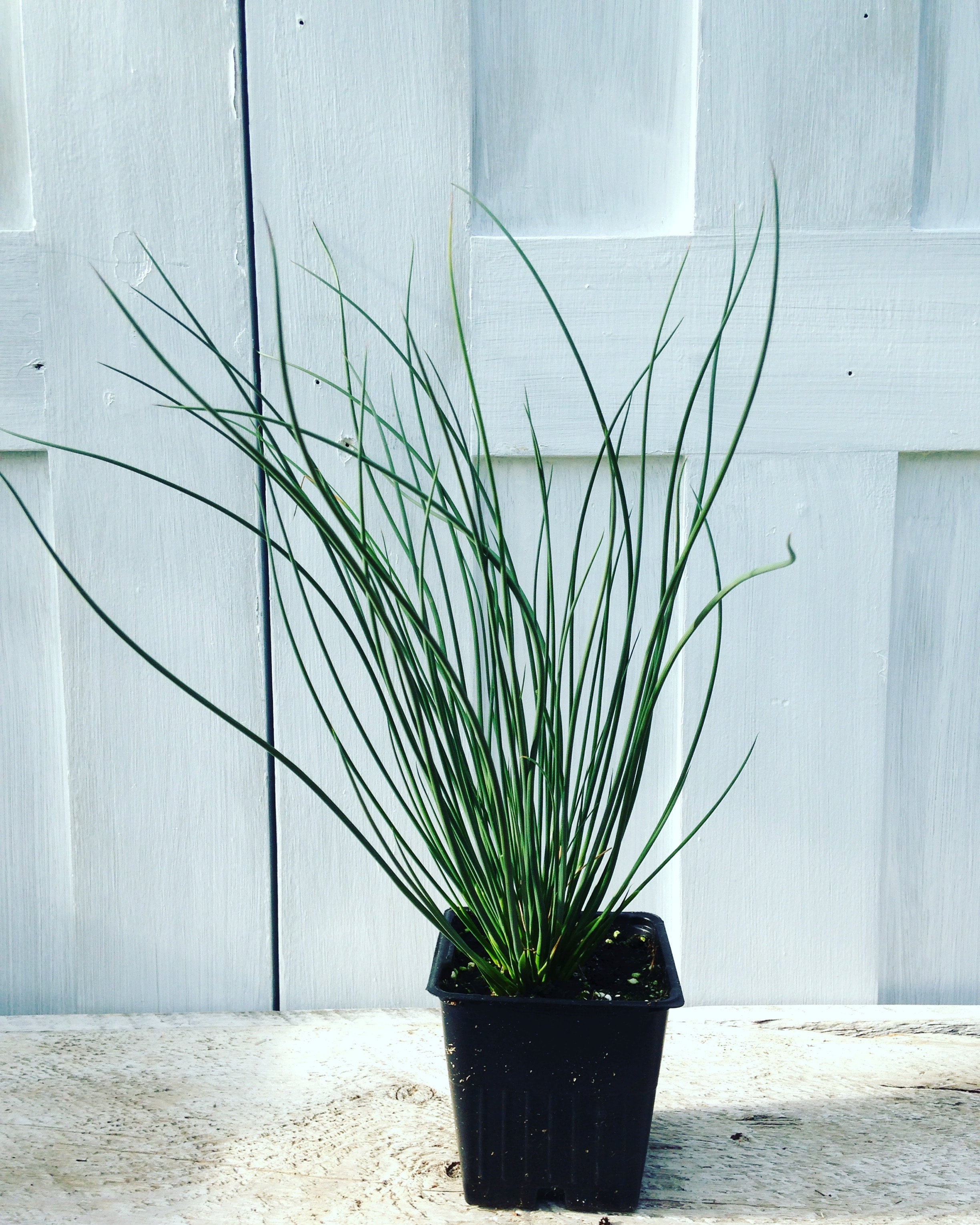 Grass Juncus Blue Arrows | Debs Greenhouse Garden Centre
