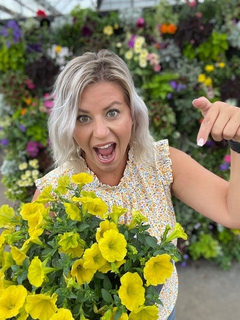 Petunia Capella Hello Yellow | Debs Greenhouse Garden Centre