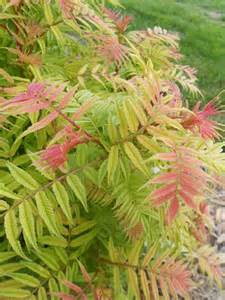 Spirea Sem False Shrub | Debs Greenhouse Garden Centre