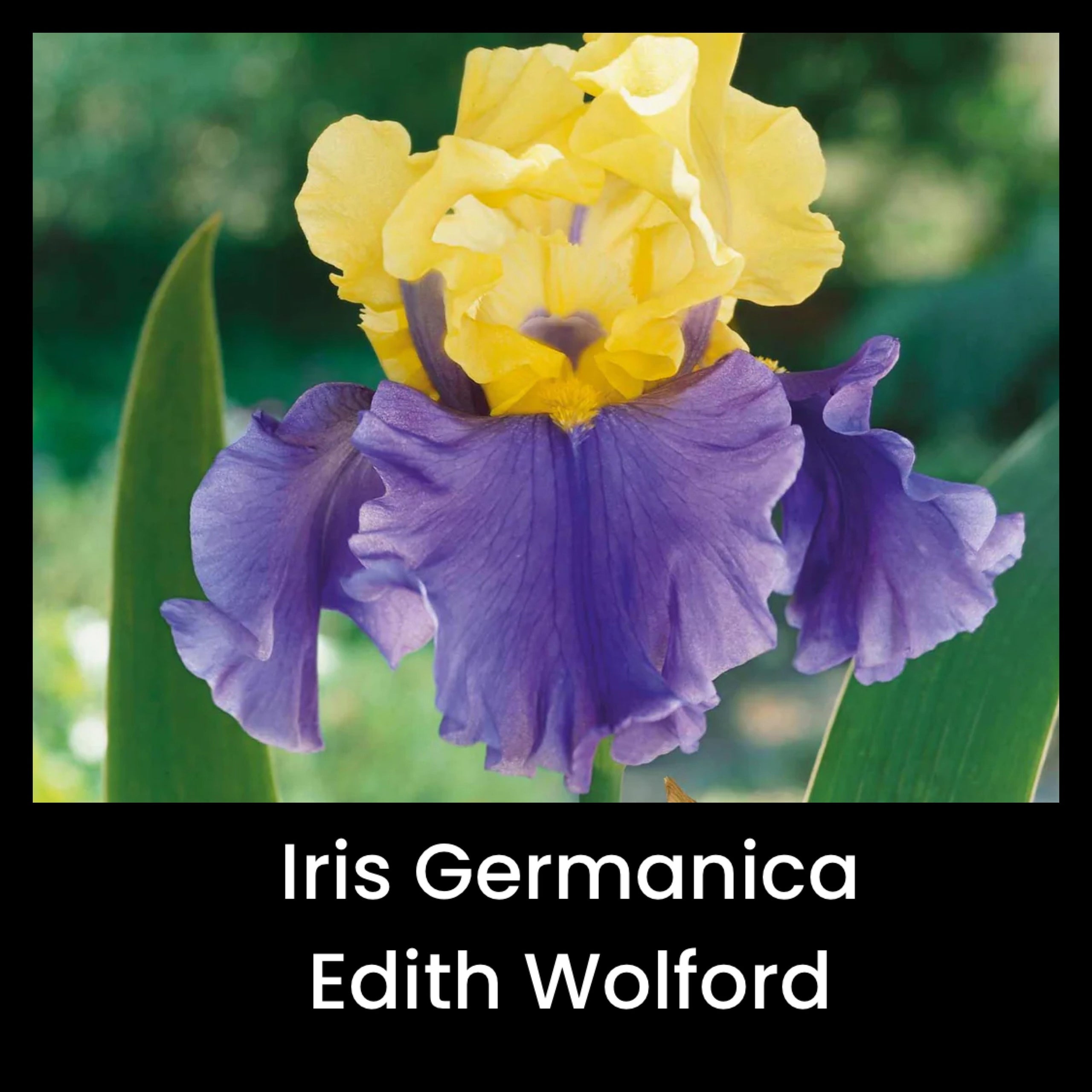 Iris Germainca 'Edith Wolford' | Debs Greenhouse Garden Centre