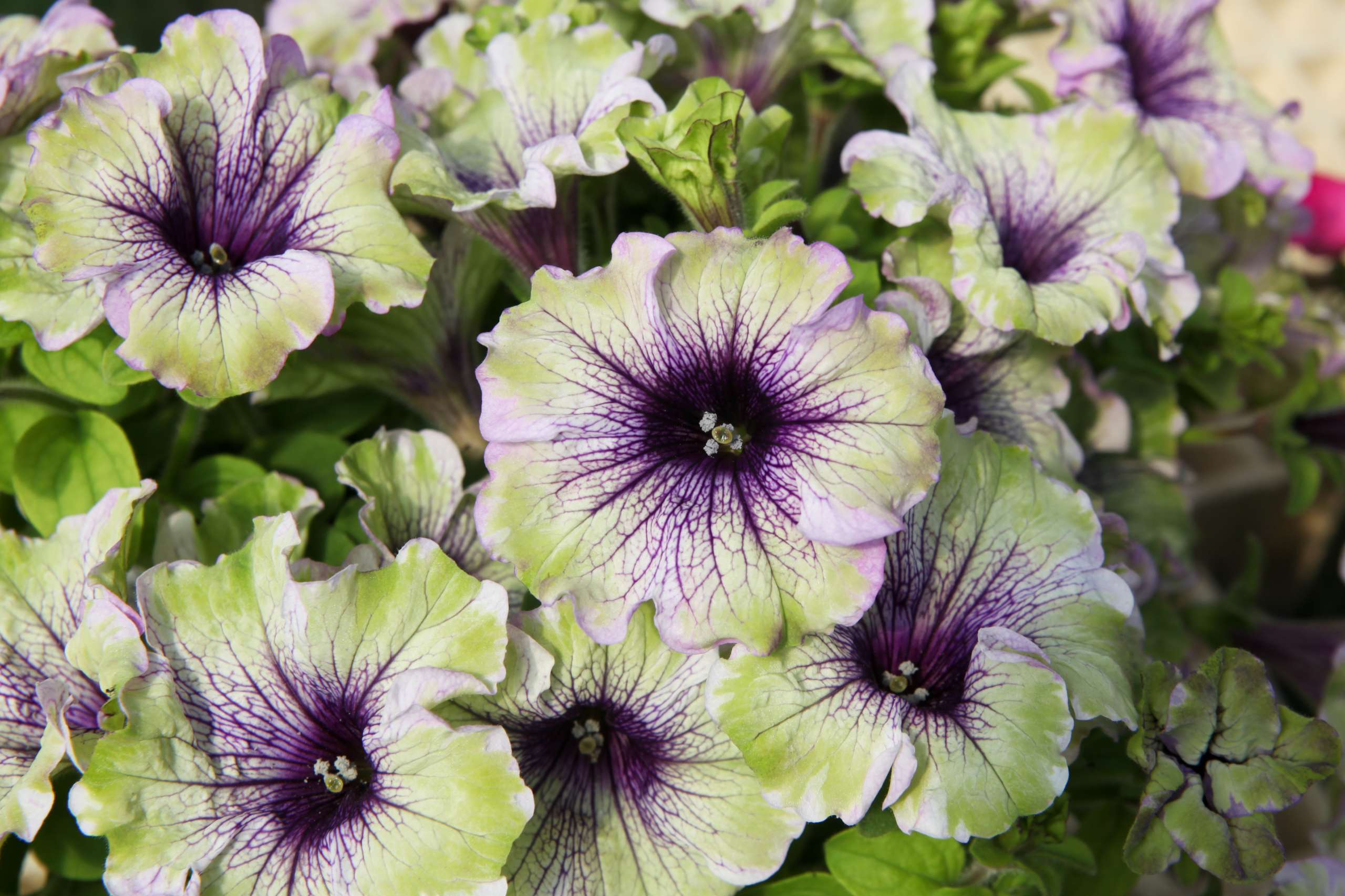 Petunia Amazonas Plum Cocaktoo | Debs Greenhouse Garden Centre