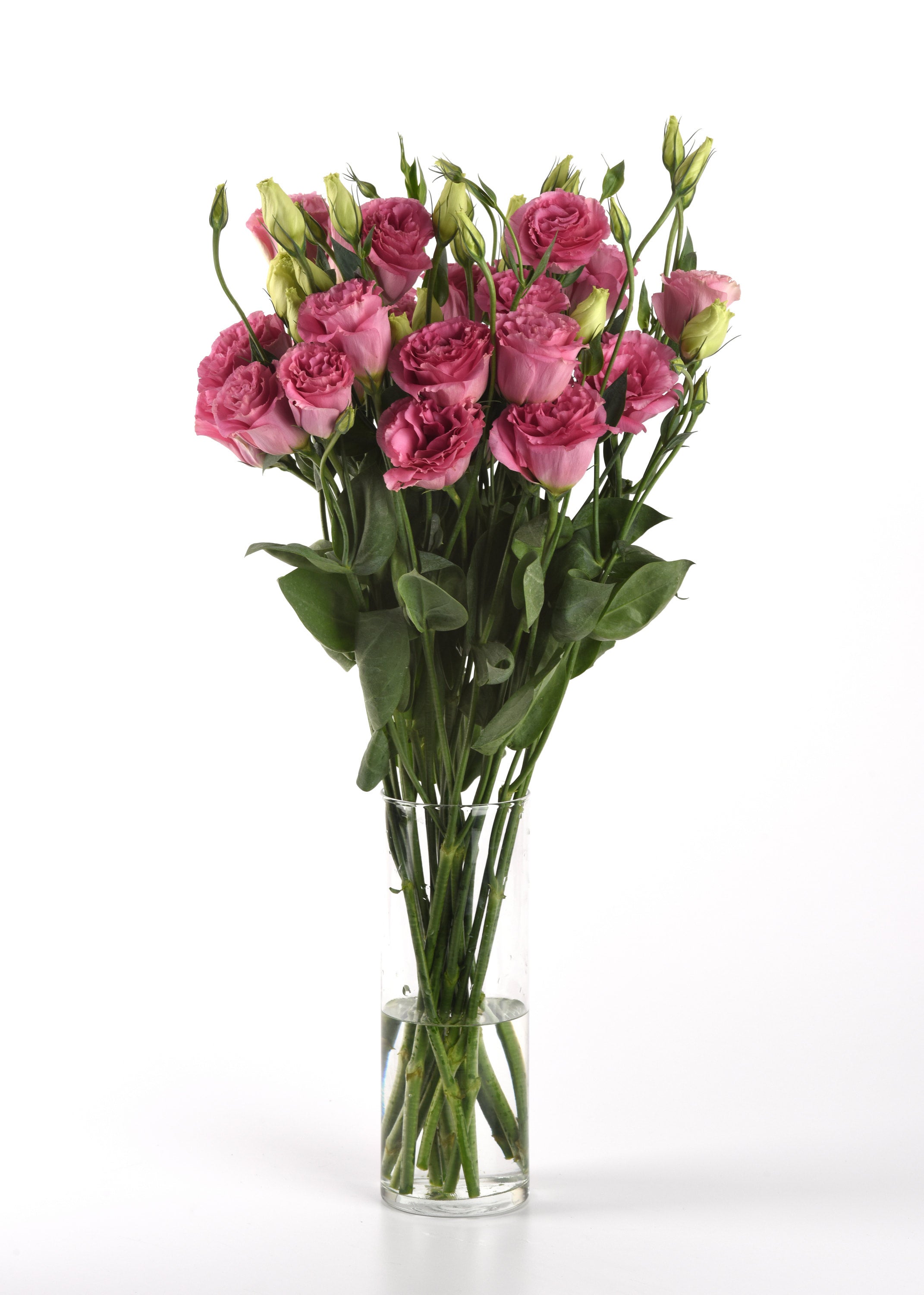 Lisianthus ABC 3 Rose 3.5" pot | Debs Greenhouse Garden Centre