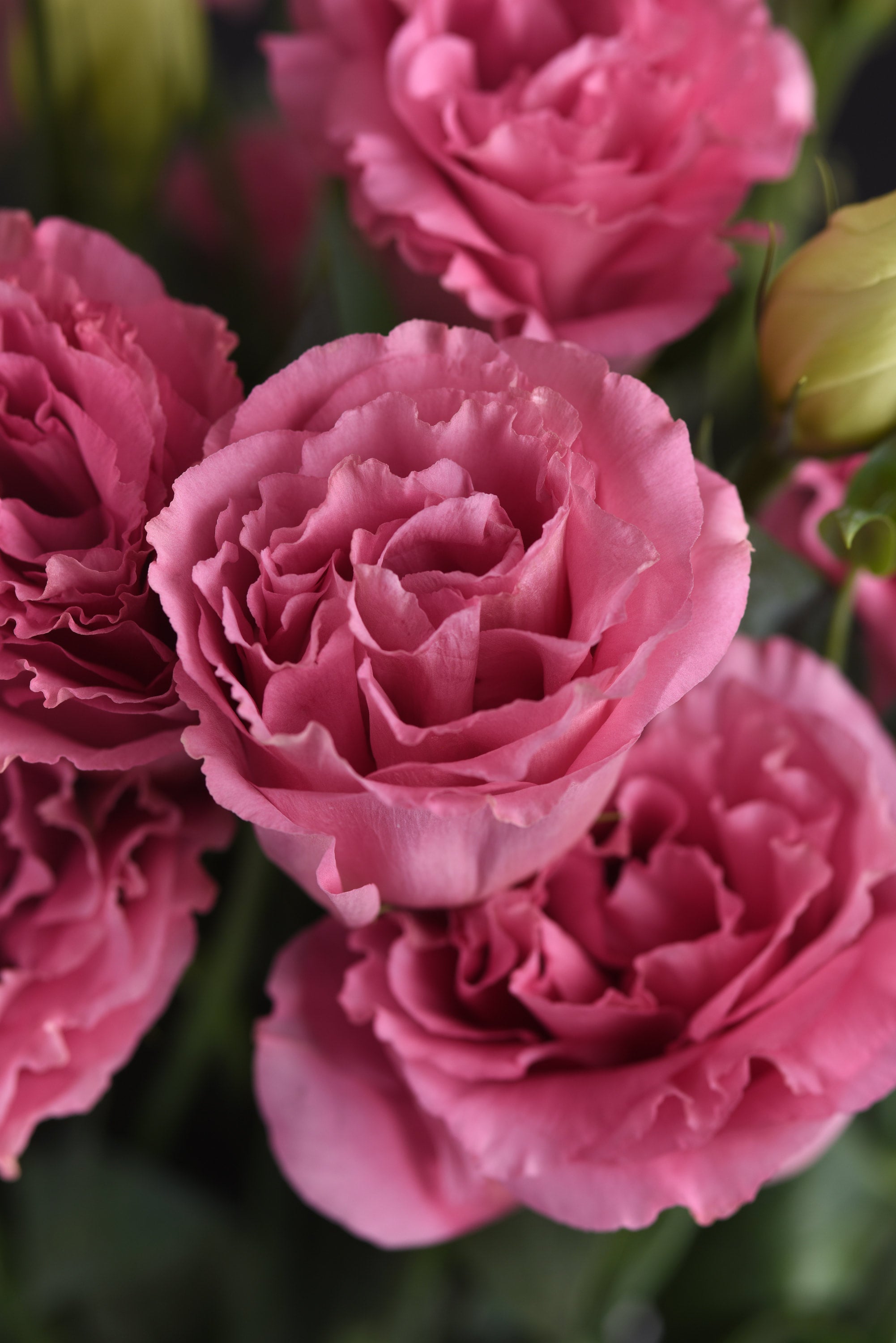 Lisianthus ABC 3 Rose 3.5" pot | Debs Greenhouse Garden Centre