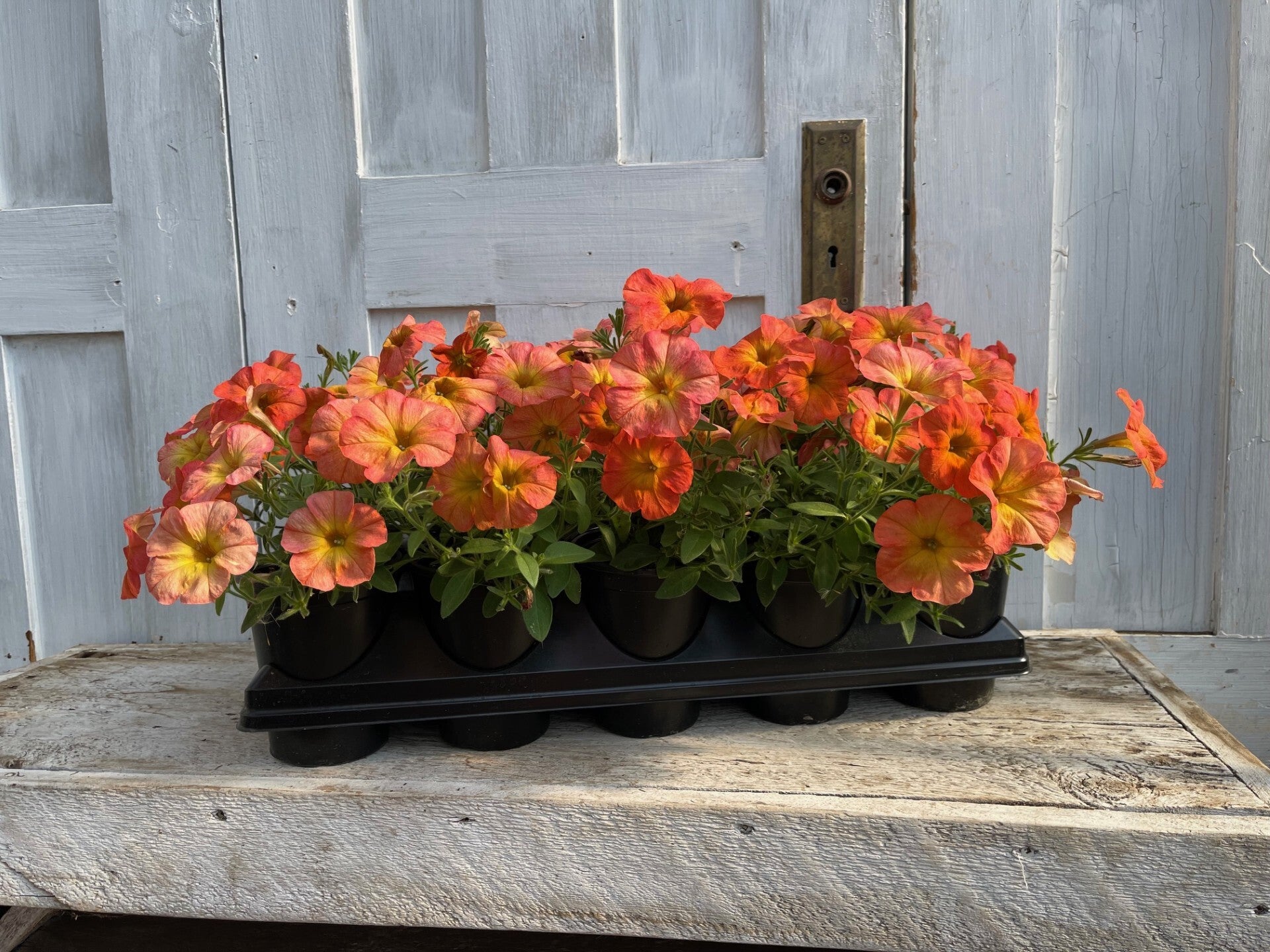Tray of 10 - Petunia Flower Shower Golden Harvest | Debs Greenhouse ...