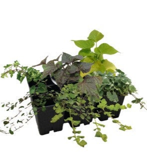 Vine Bundle - Part Sun or Shade | Debs Greenhouse Garden Centre