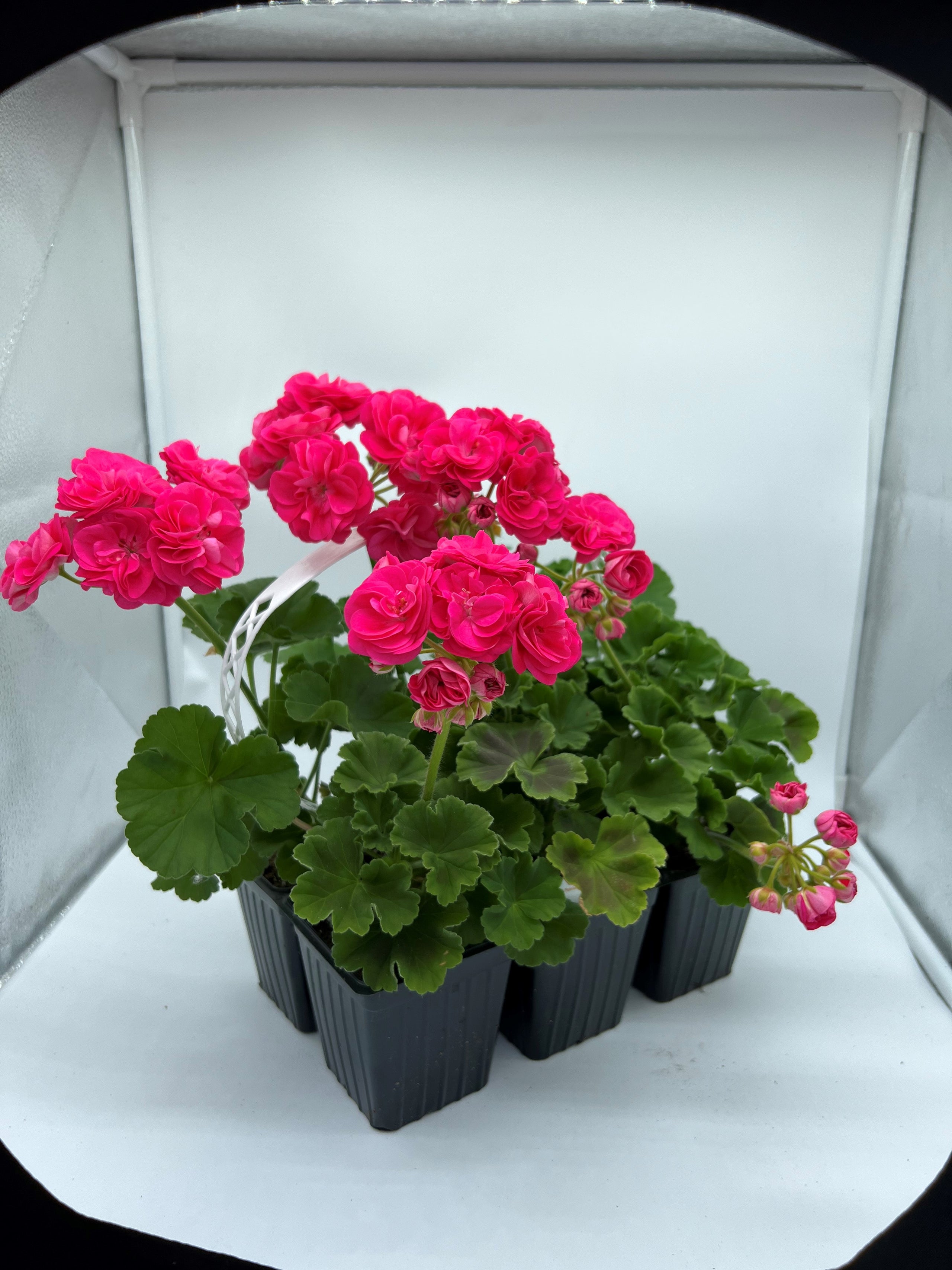 Rosalinda Geranium Bundle - Full Sun or Part Sun | Debs Greenhouse ...