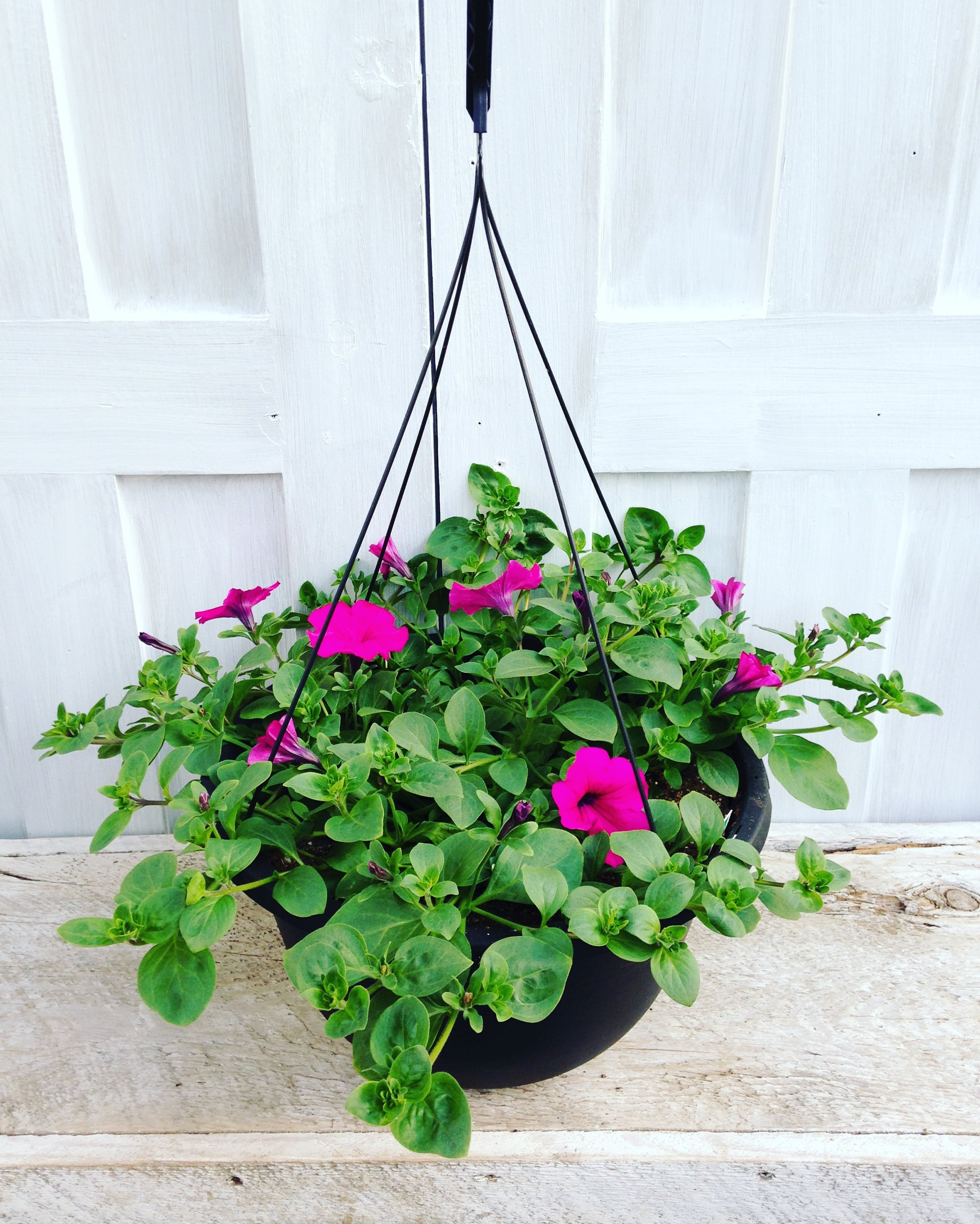 Kerrian Combo | Debs Greenhouse Garden Centre