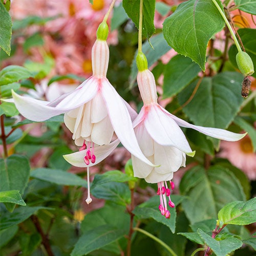 Fuchsia Annabel 2.5" pot | Debs Greenhouse Garden Centre