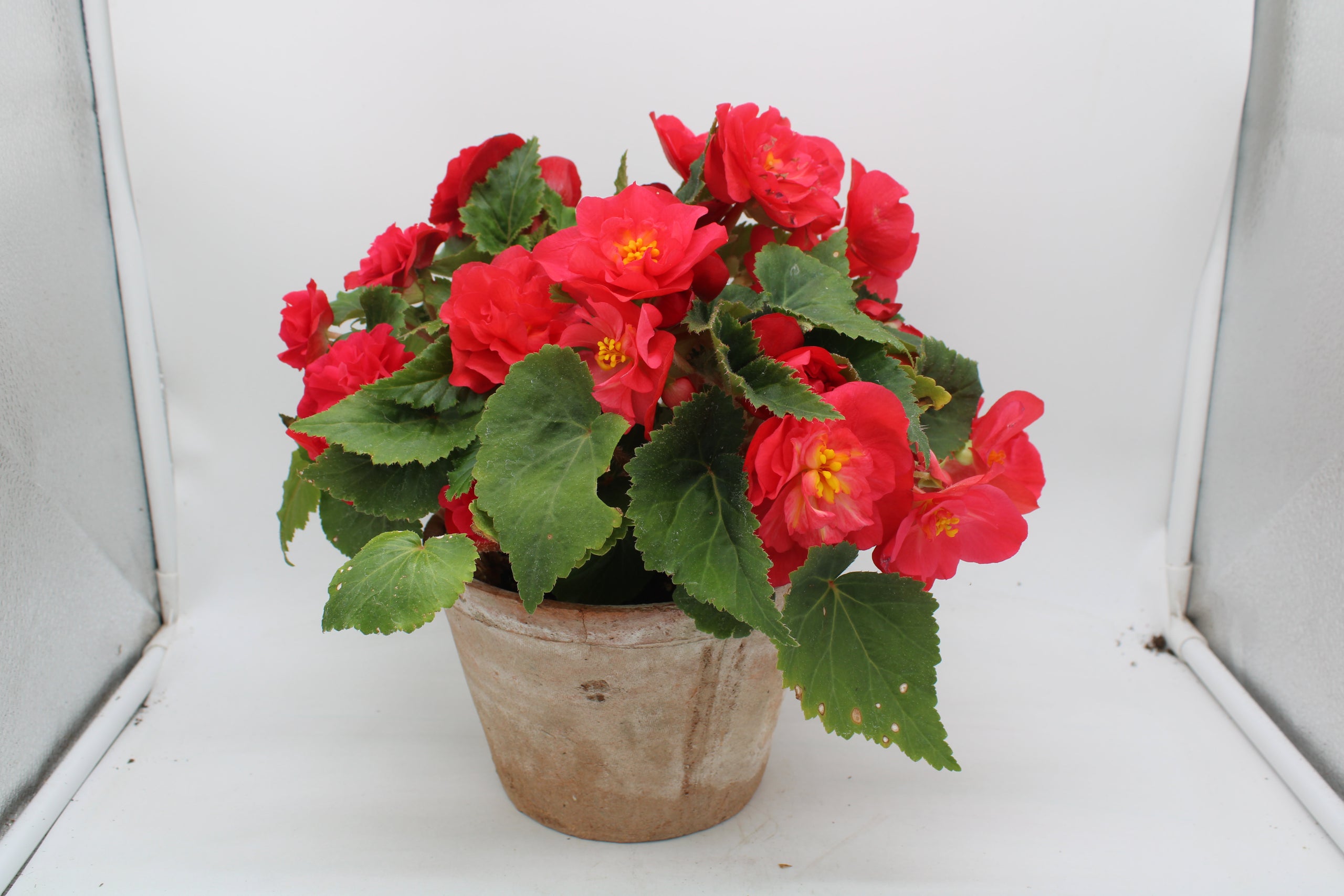 Begonia NonStop Deep Rose | Debs Greenhouse Garden Centre