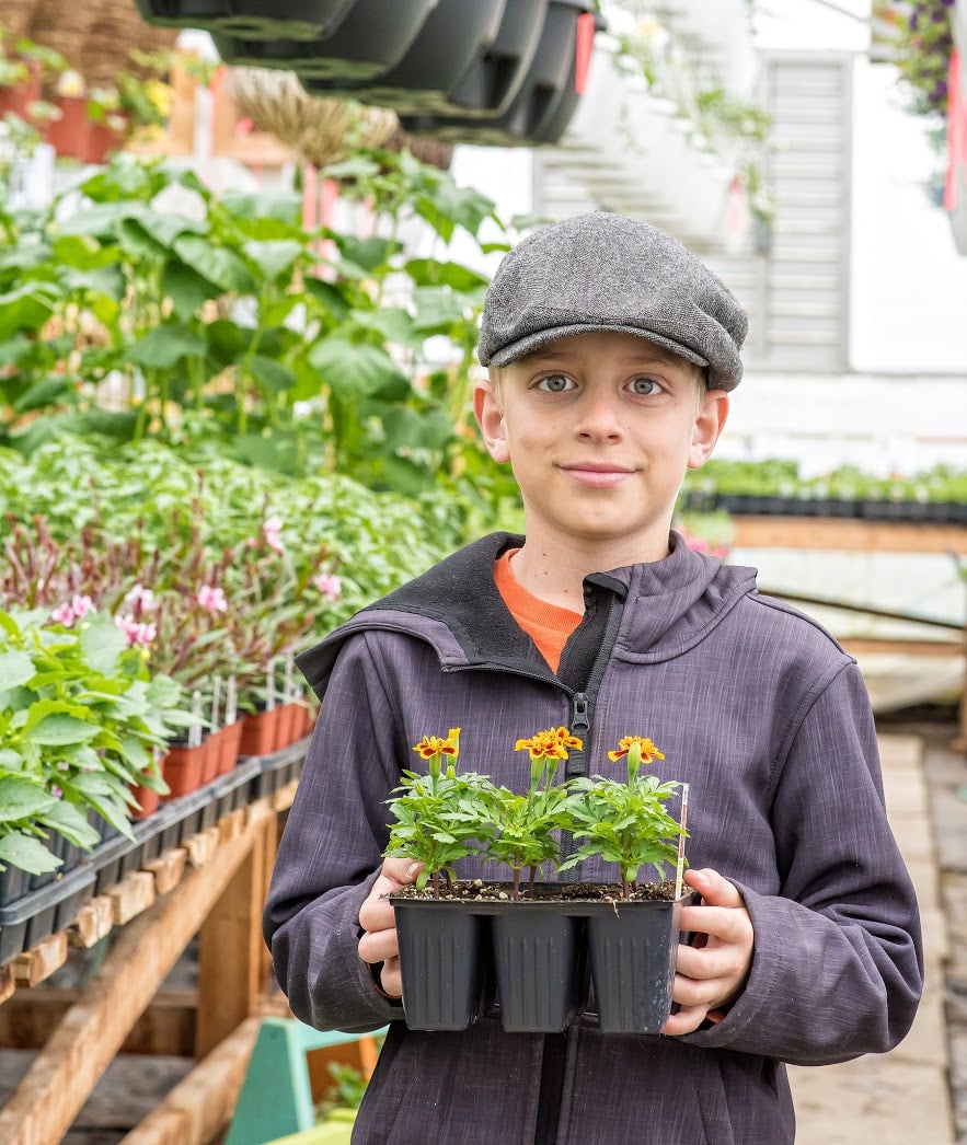 Marigold Hot Pak Flame 6 pack | Debs Greenhouse Garden Centre