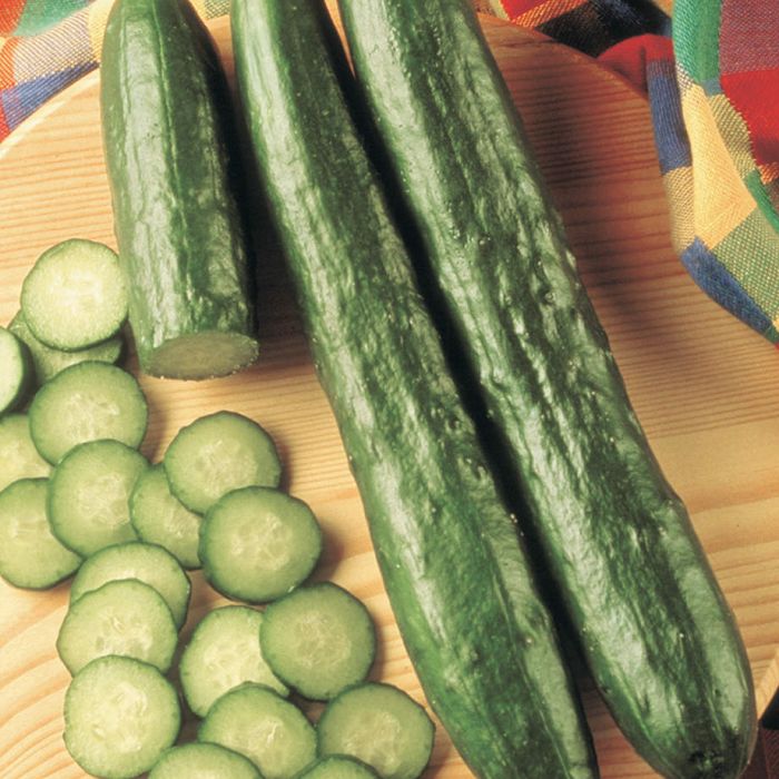 Cucumber Long English | Debs Greenhouse Garden Centre
