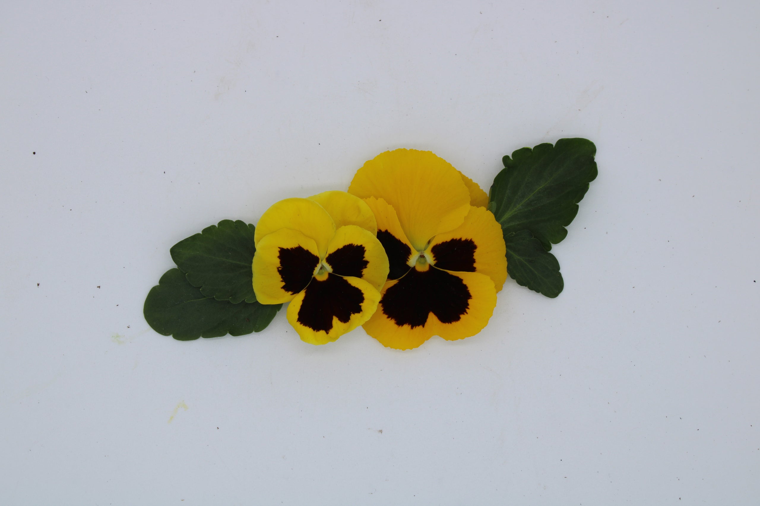 Pansy Matrix Yellow Blotch 6 pack | Debs Greenhouse Garden Centre