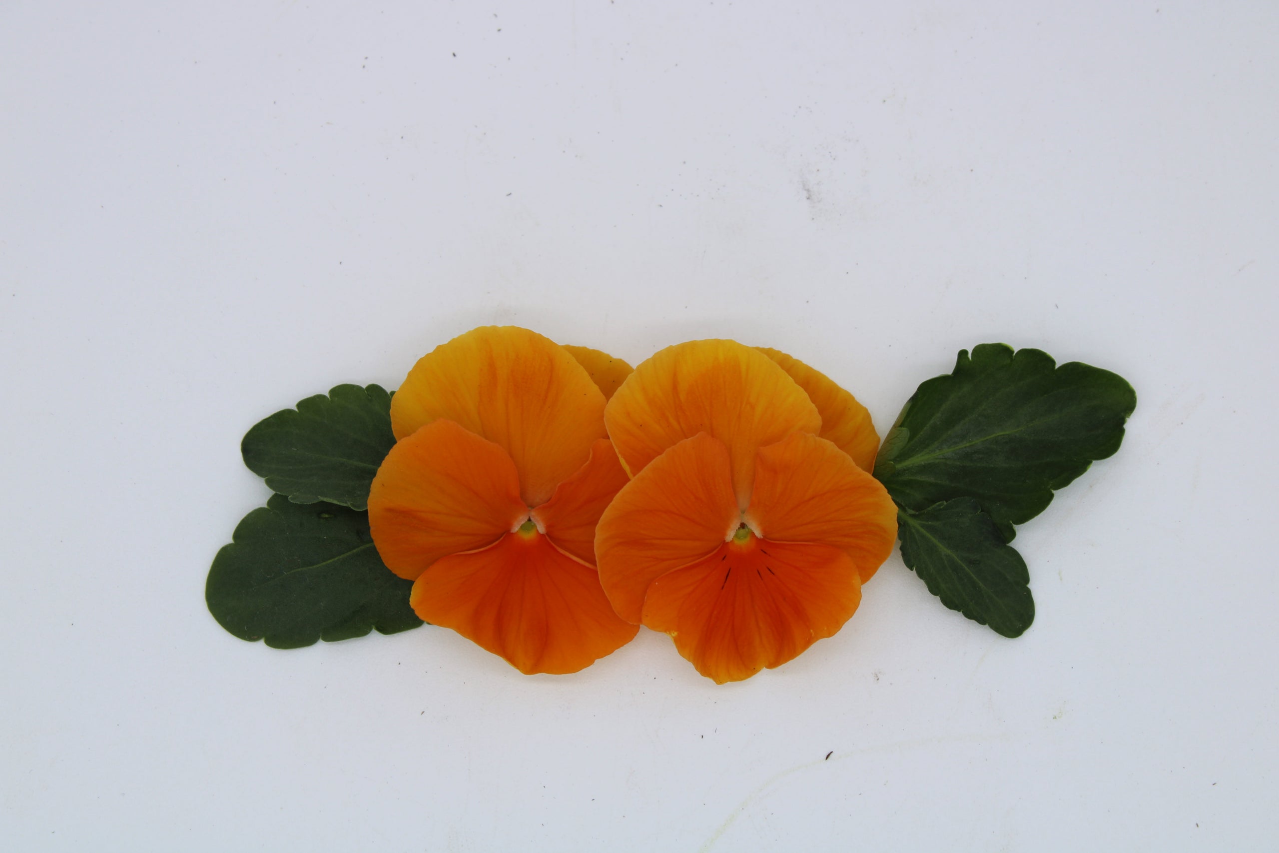 Pansy Matrix Deep Orange 6 Pack Debs Greenhouse Garden Centre